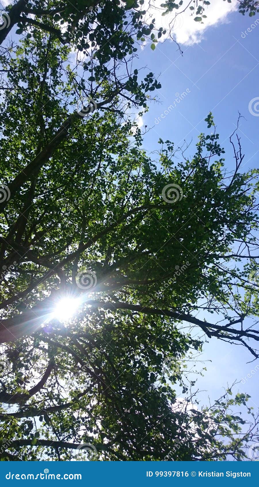 Overhead Tree with Sunlight Stock Photo - Image of sunlight, overhead ...