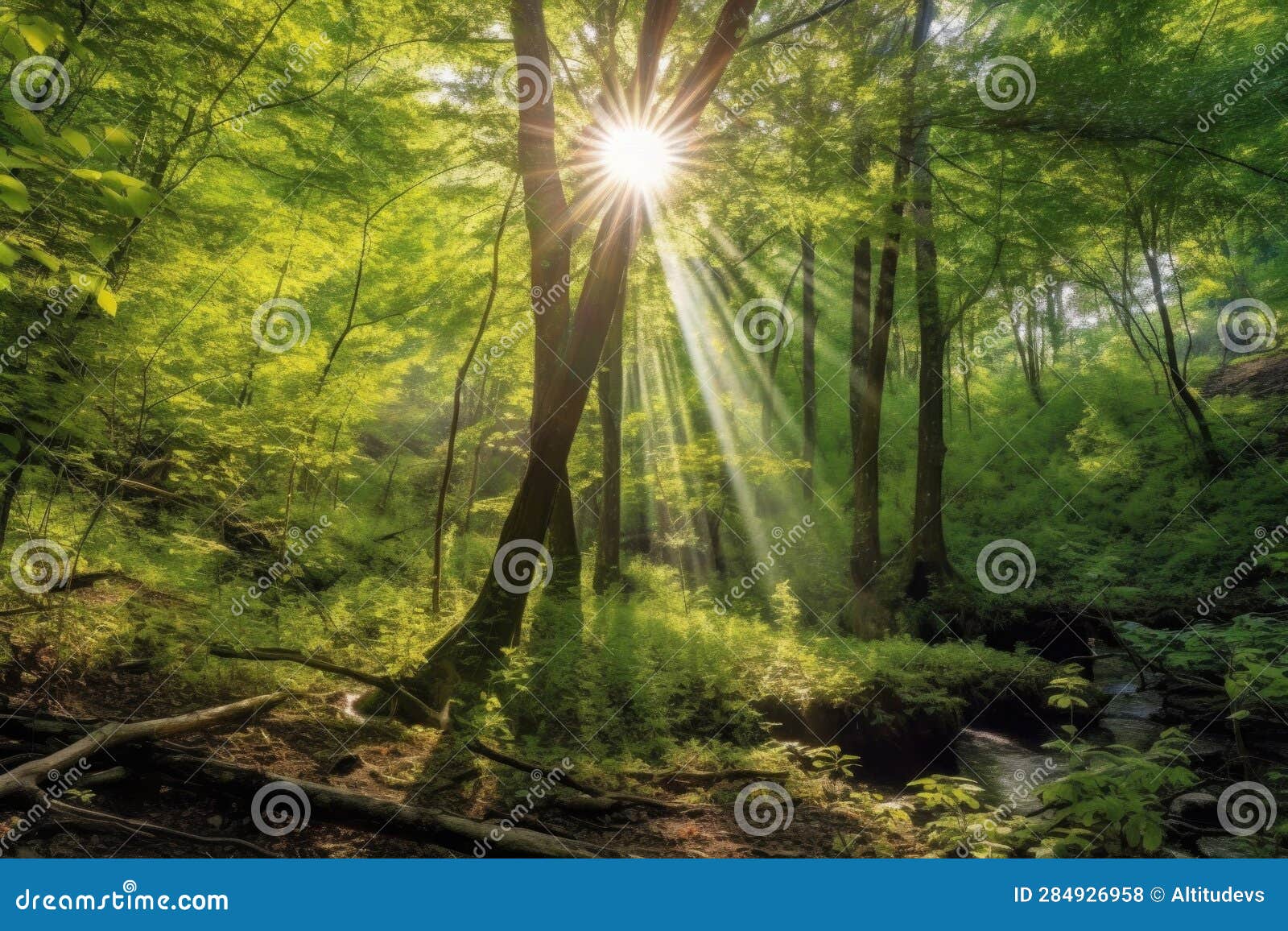 Sunlight Shining through Recovering Forest Canopy Stock Photo - Image ...