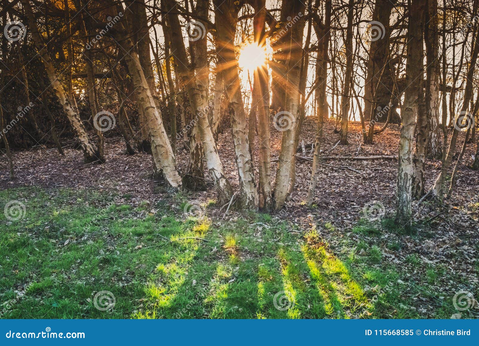 Sunlight Shining through Silverbirch Trees Stock Image - Image of ...