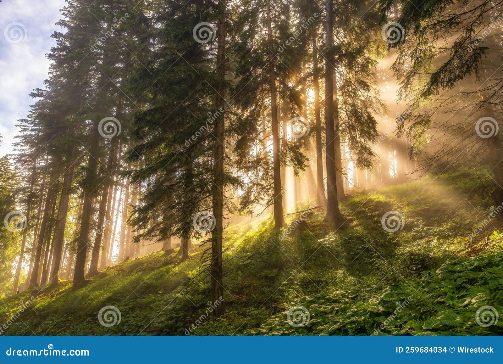 Sunlight Shining through the Tall Forest Trees Stock Photo - Image of ...