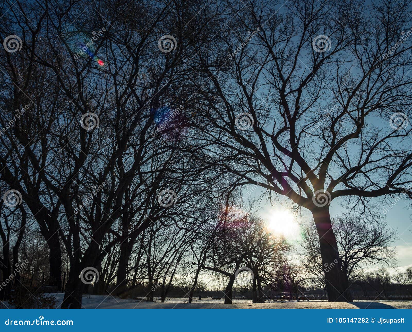 Sunlight Shining through Tree Branches Stock Photo - Image of moving ...