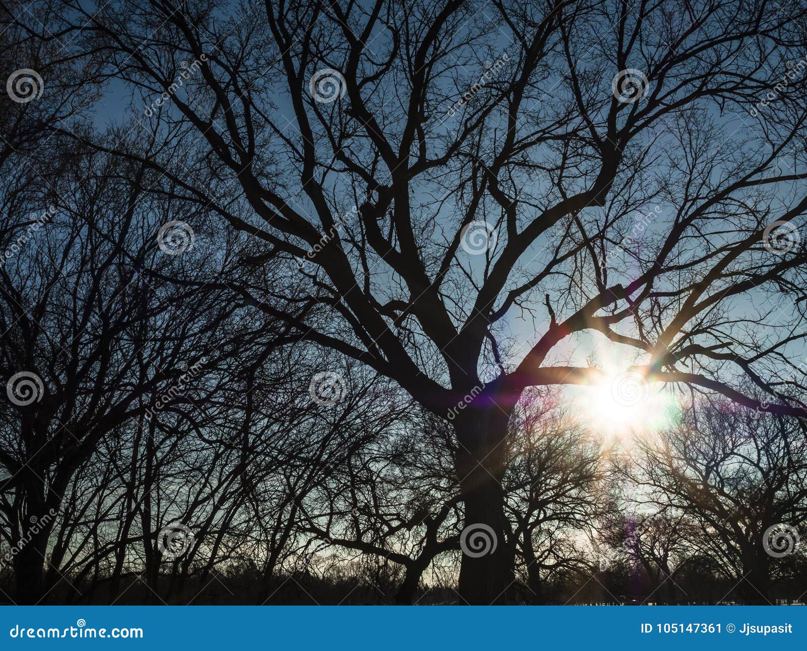 Sunlight Shining through Tree Branches Stock Image - Image of outdoors ...
