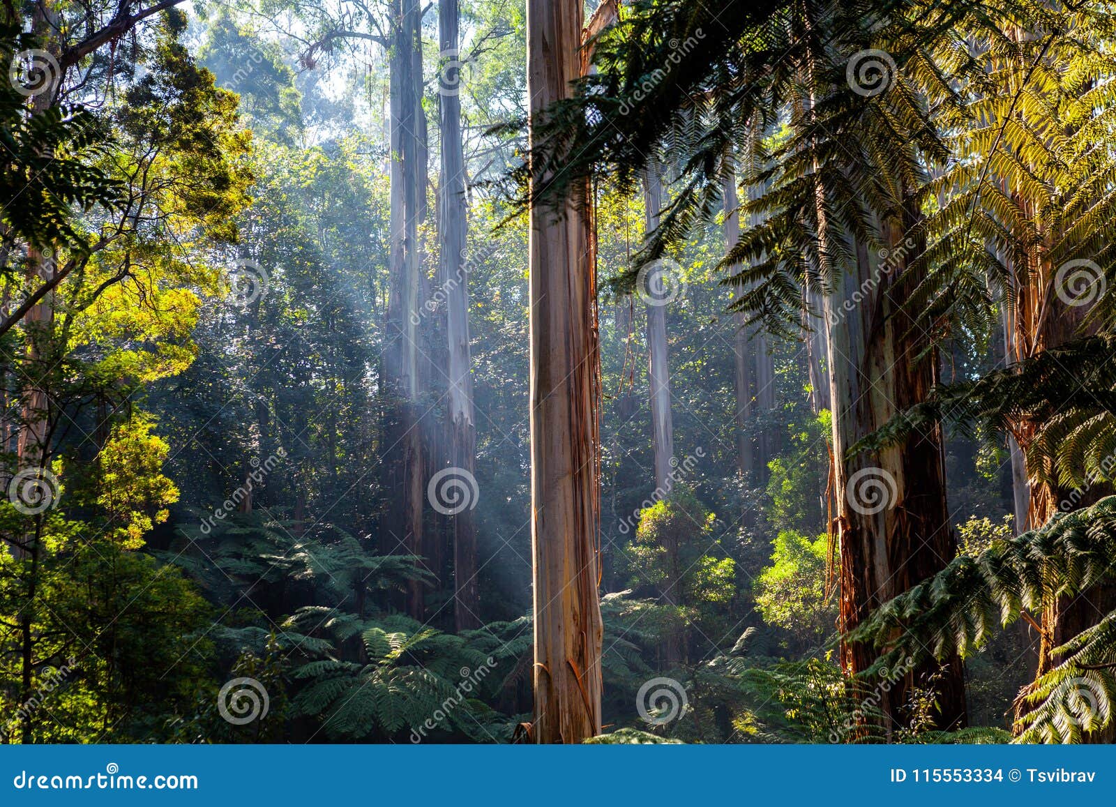 Sunlight Shining through Tree Canopy. Stock Photo - Image of outdoor ...