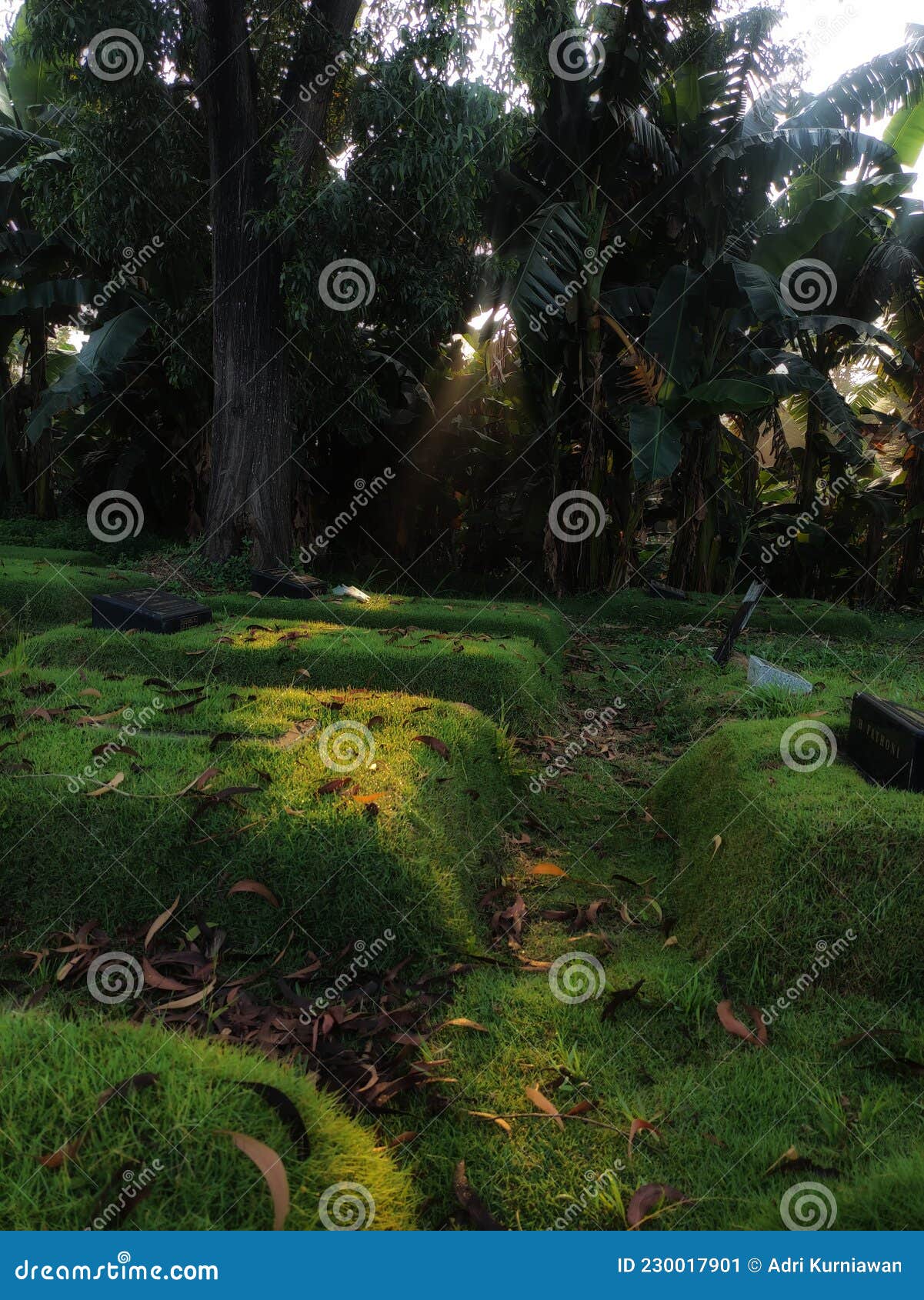 Sunlight Shining through a Tree in a Cemetery Stock Image - Image of ...