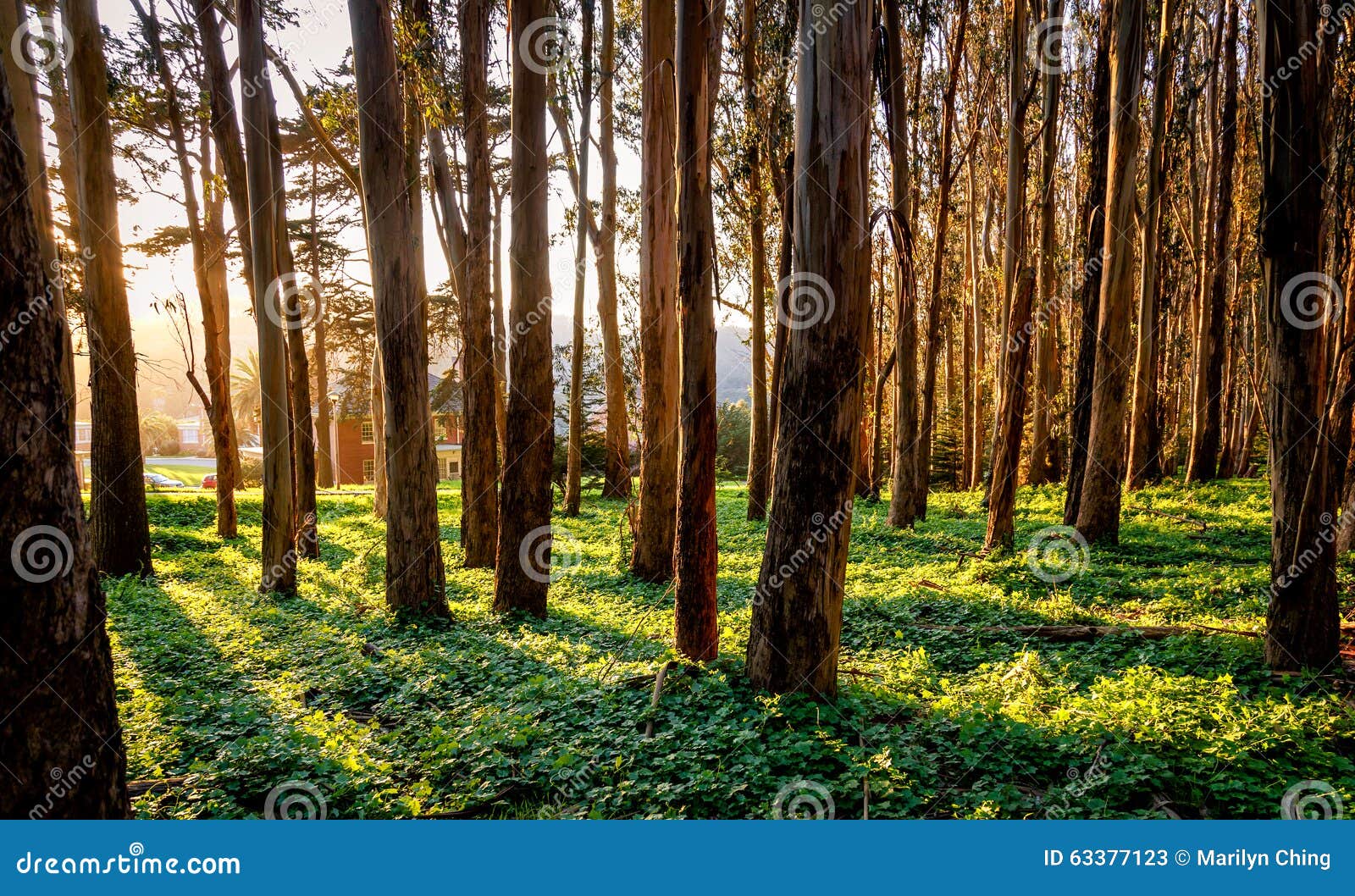 Sunlight Shining through Tree Trunks Stock Image - Image of dramatic ...