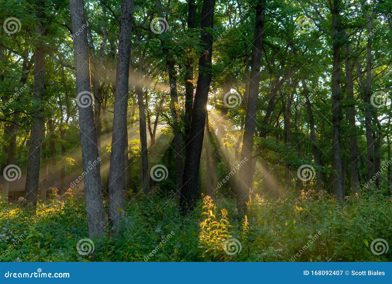 Sunlight Shining through Trees in Forest Stock Image - Image of leaf ...