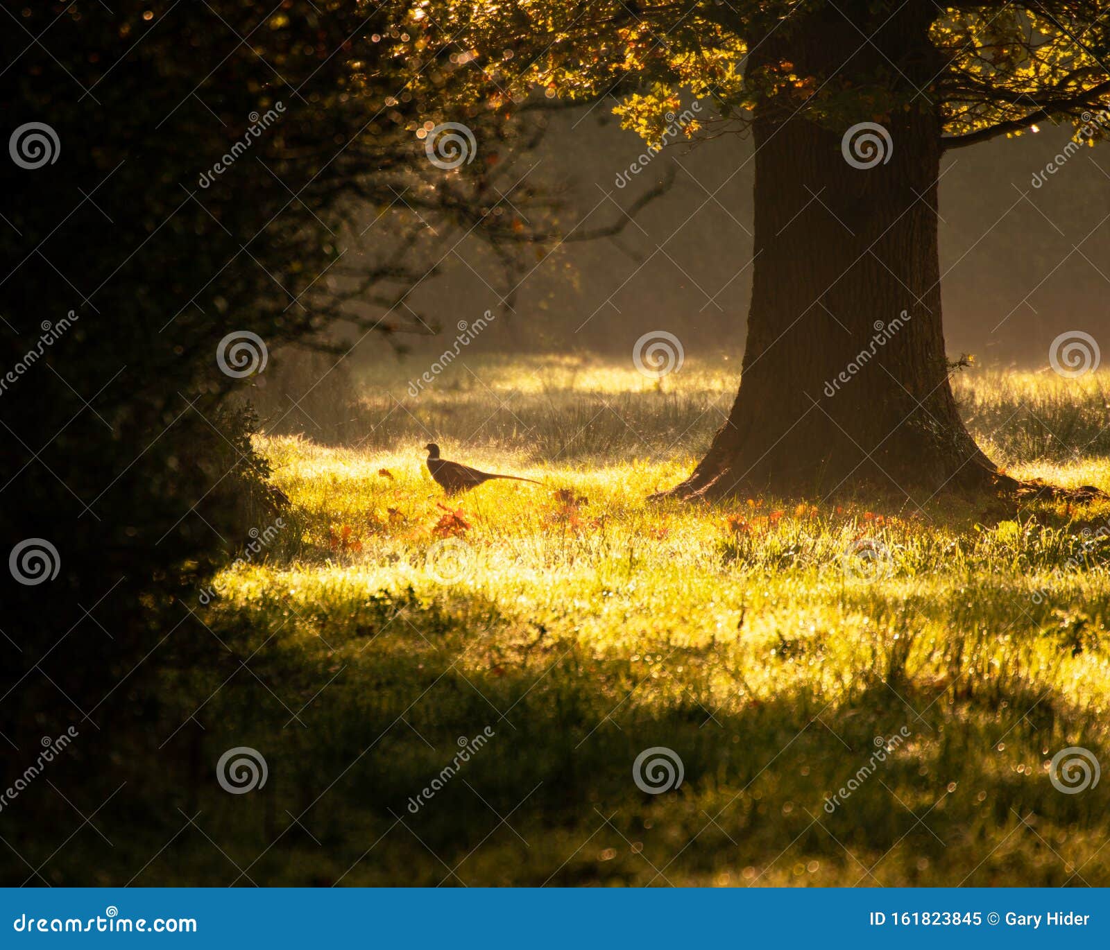 Sunlight Shining through Trees Onto a Single Pheasant in a Meadow Stock ...