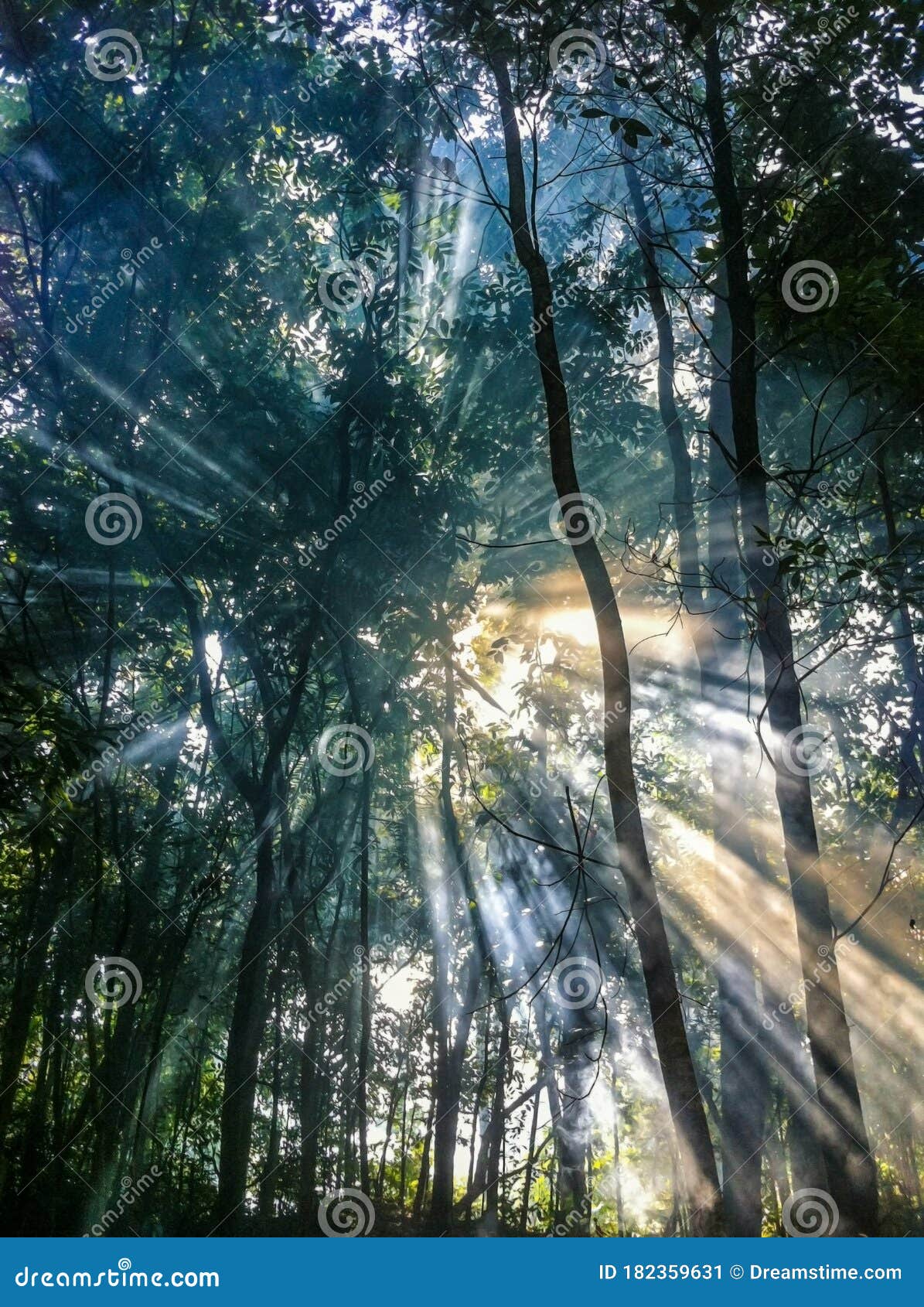 Sunlight Shining through Treetops. Low Angle View of Trees Stock Image ...
