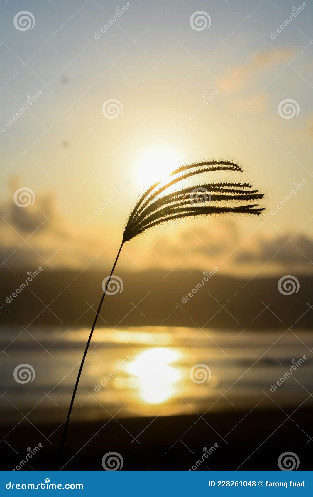 Sunlight sky morning wind stock photo. Image of dusk - 228261048