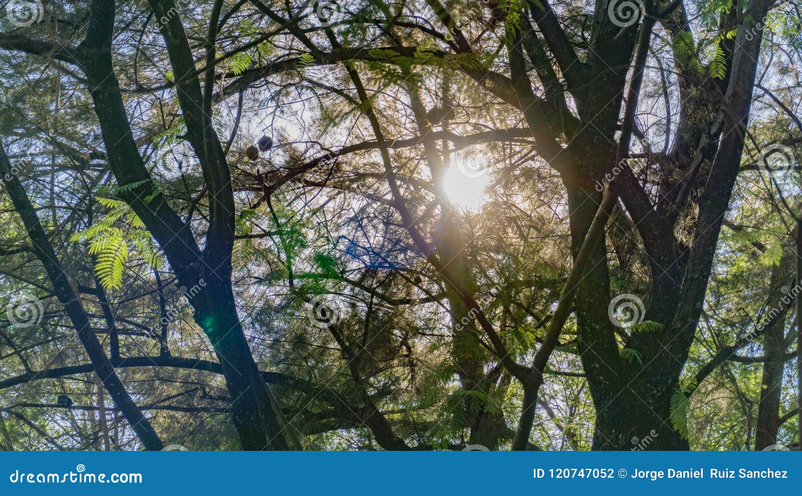 Sunlight Sneaking between the Branches Stock Photo - Image of bright ...