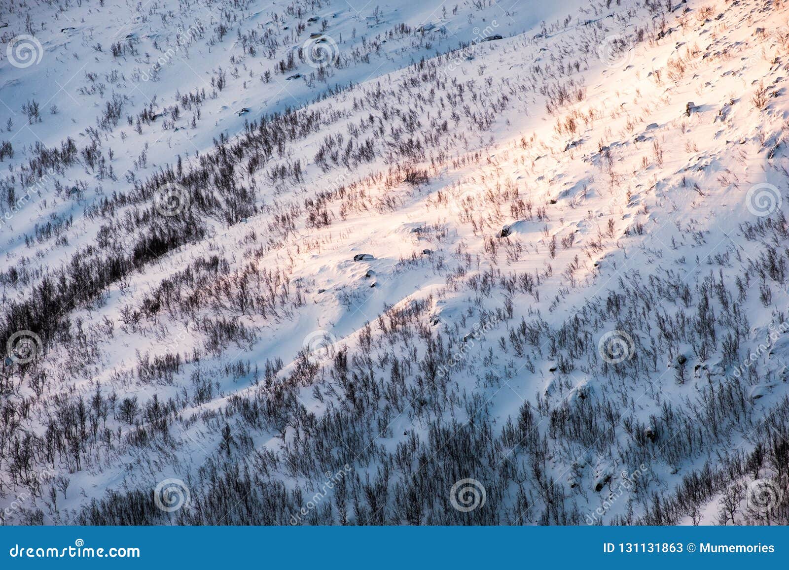 Sunlight on Snow Slope Hill with Dry Forest in Winter Stock Image ...