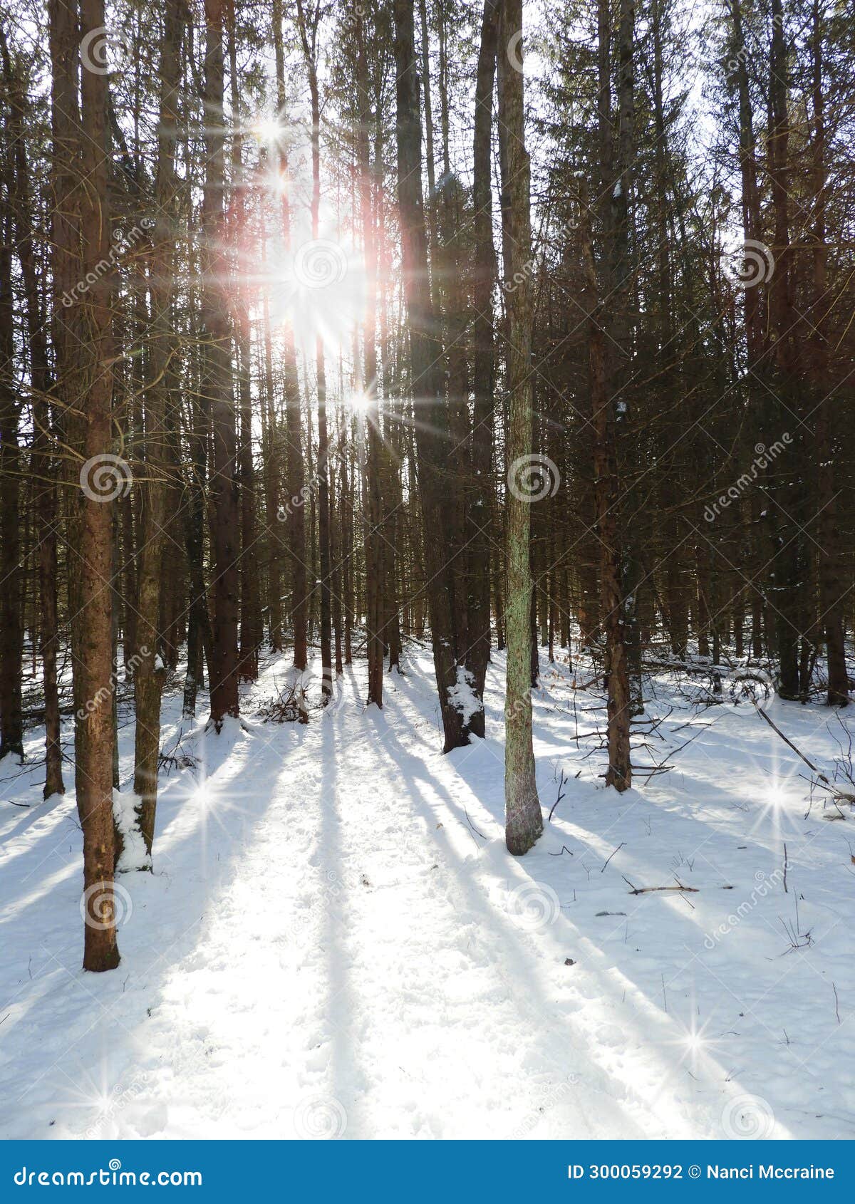 Sunlight Sparkles in Winter Snow during a Cold Weather Forest Woods ...