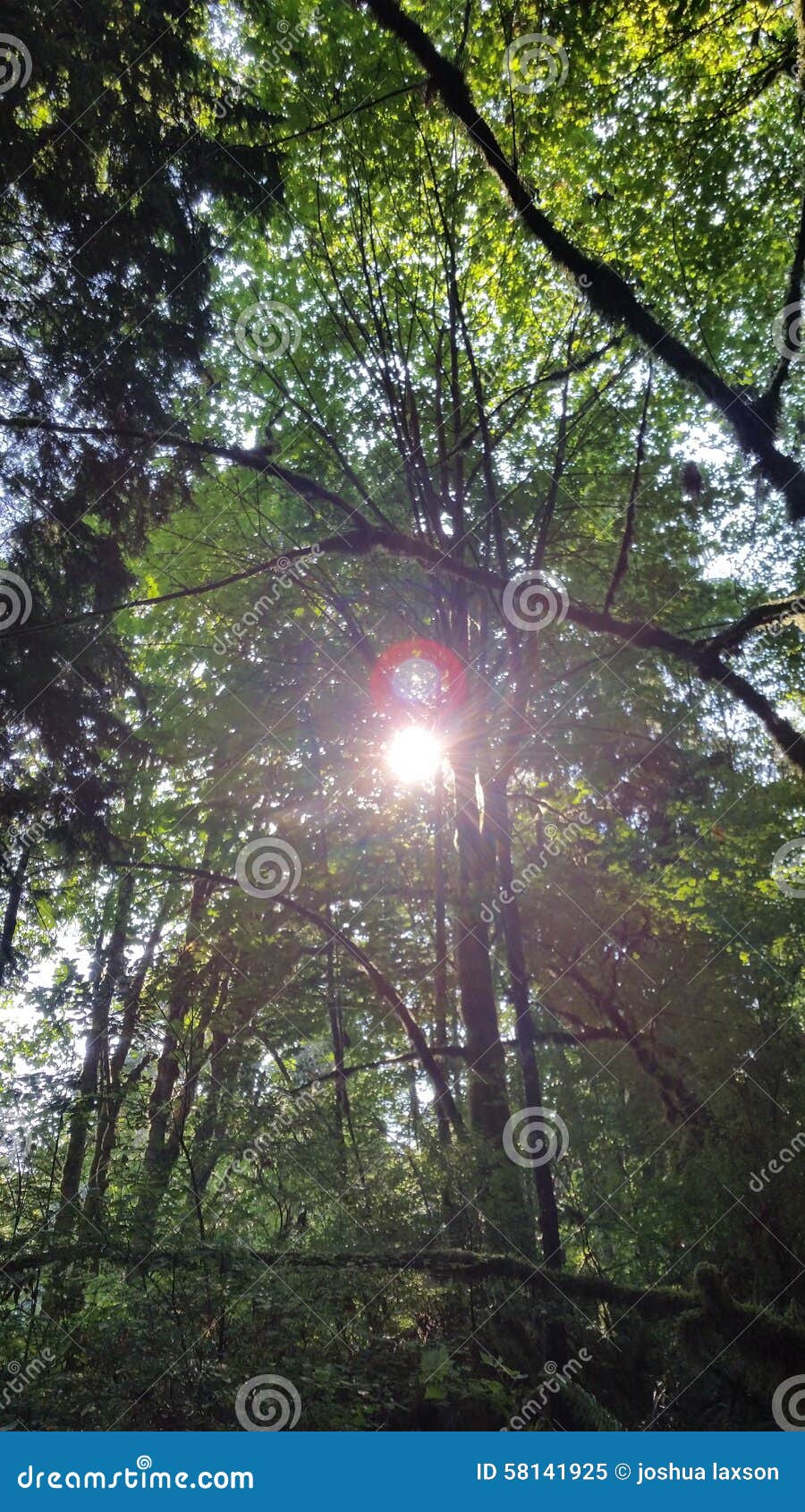 Glowing Sunlight stock image. Image of tree, trees, color - 58141925