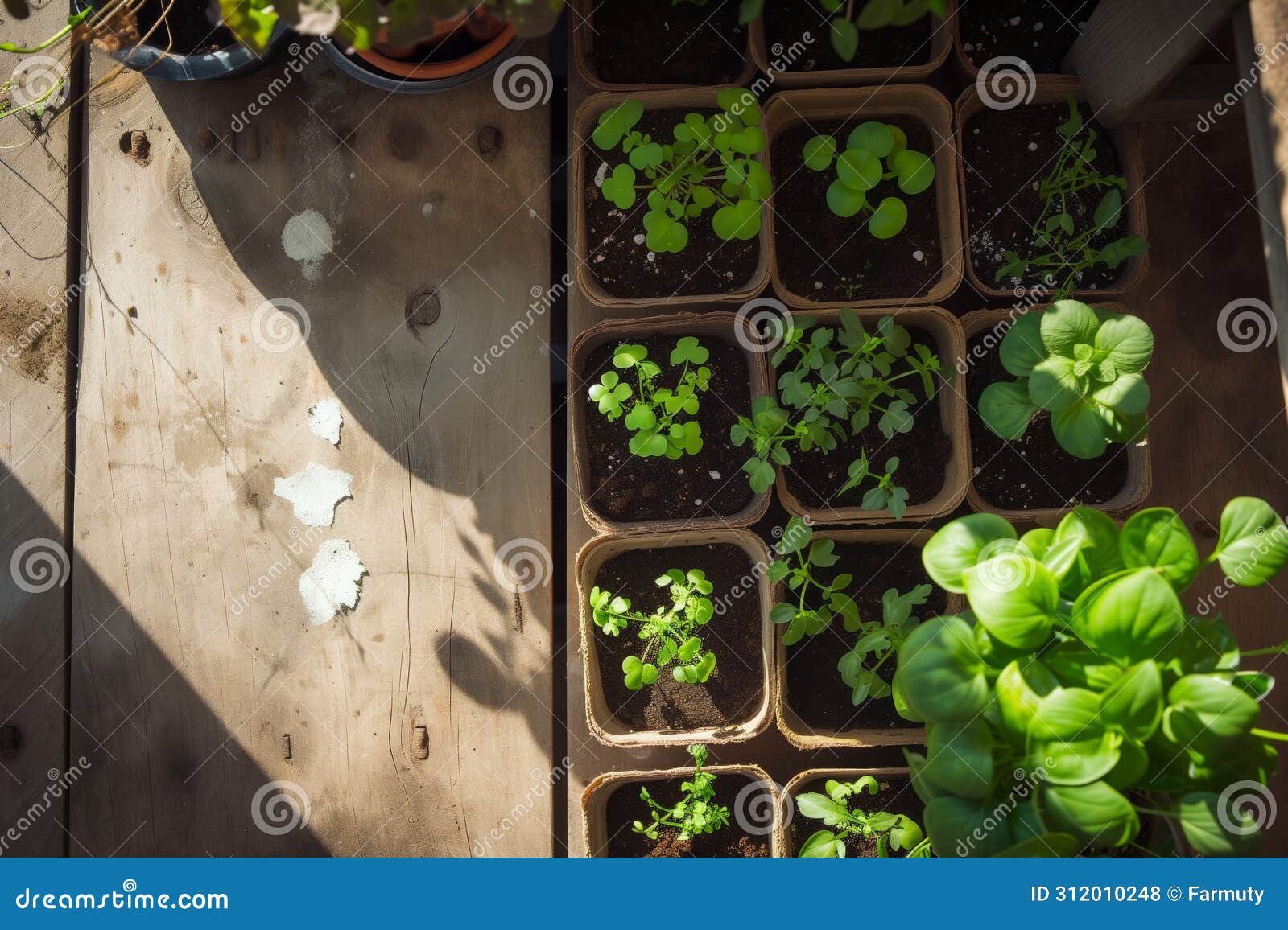 Sunlight Spills Over an Array of Young Plants in Biodegradable Pots ...