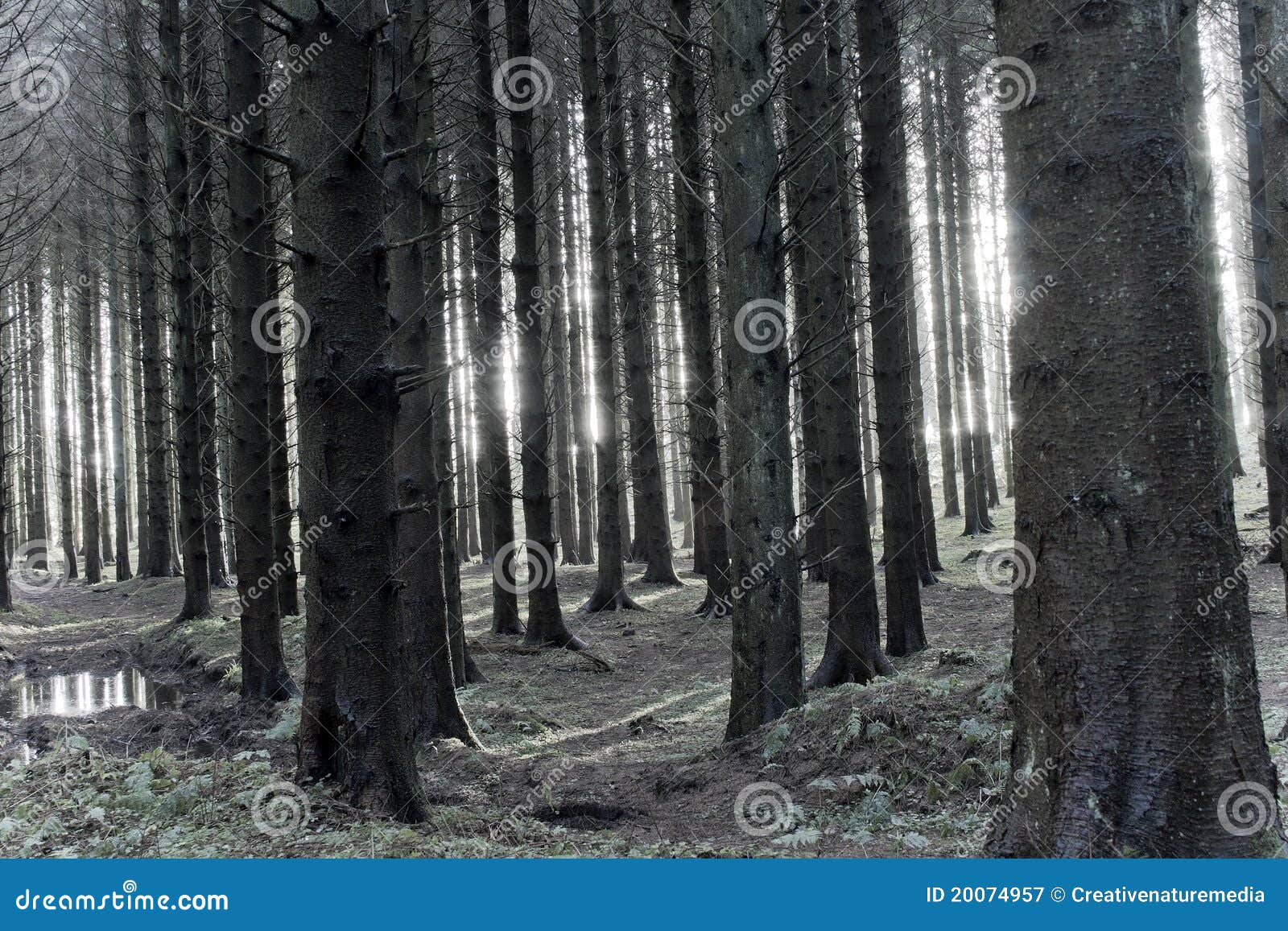 Sunlight through Spooky Trees Stock Image - Image of evil, forest: 20074957