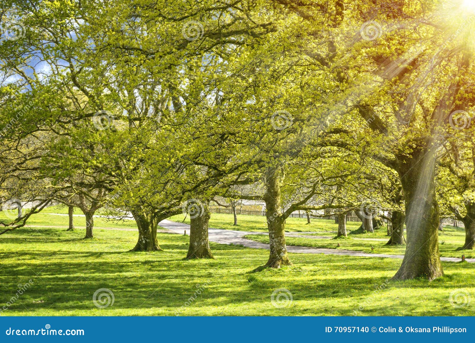 Sunlight in Spring stock photo. Image of light, environment - 70957140