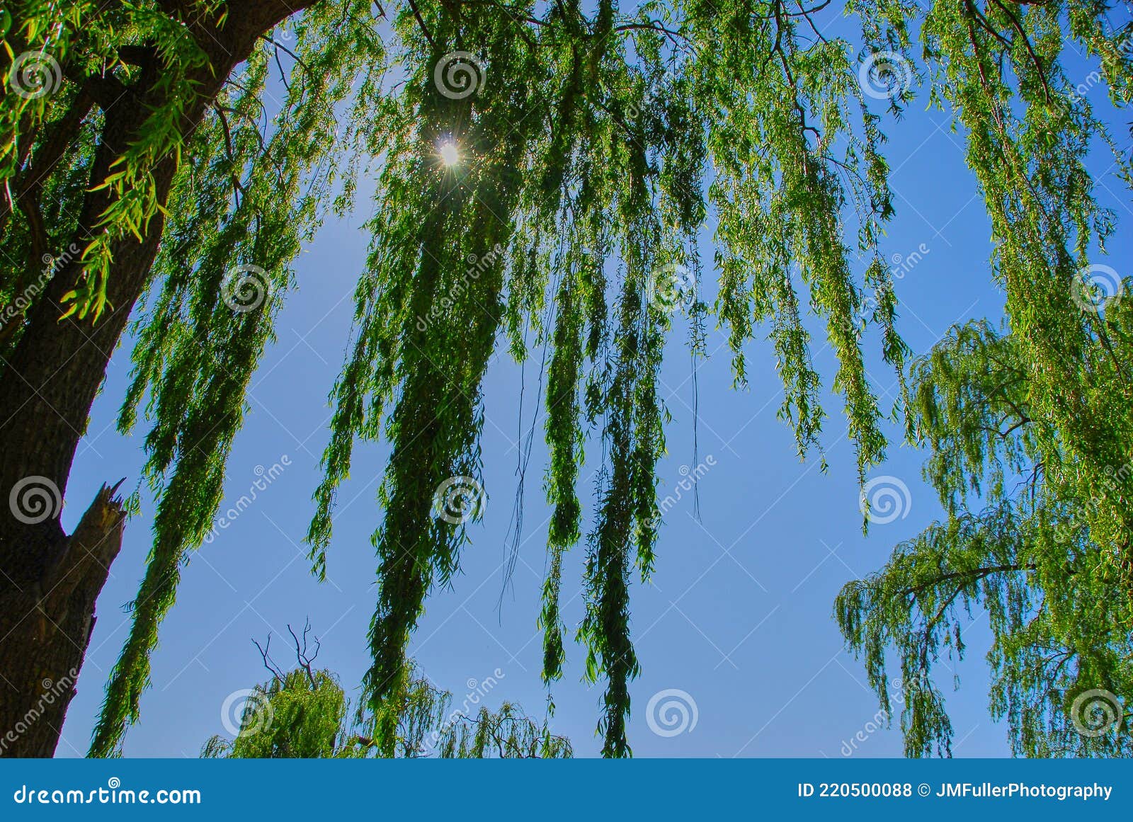 Sunlight between the Branches of a Weeping Willow Tree. Stock Photo ...