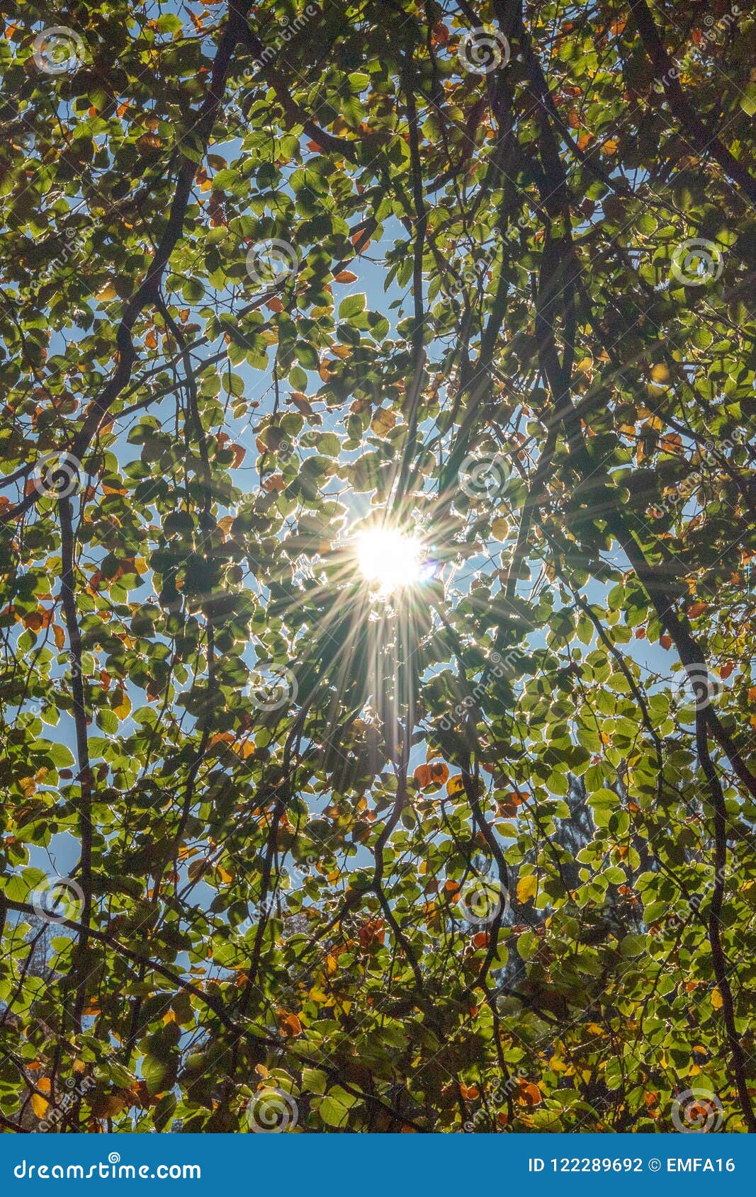 Sunlight Streaming through Coloured Beech Tree Canopy Stock Photo ...