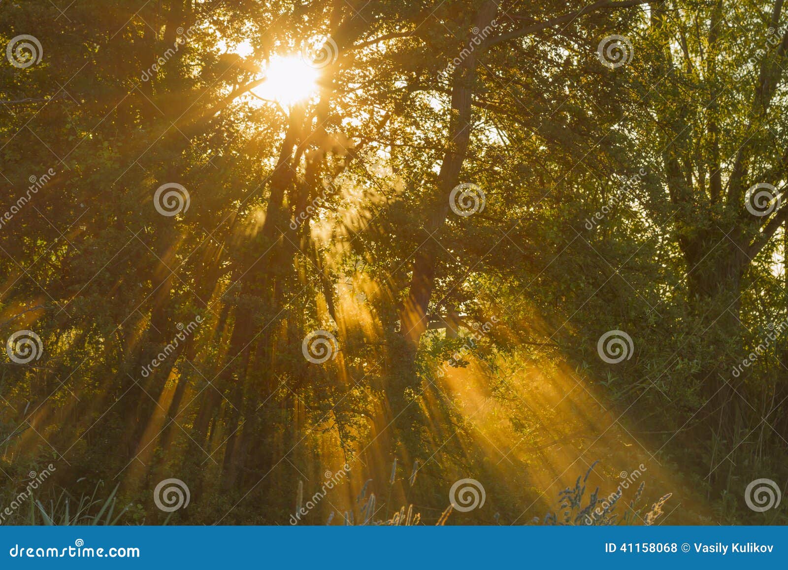 Sunlight stock photo. Image of morning, green, star, shiny - 41158068