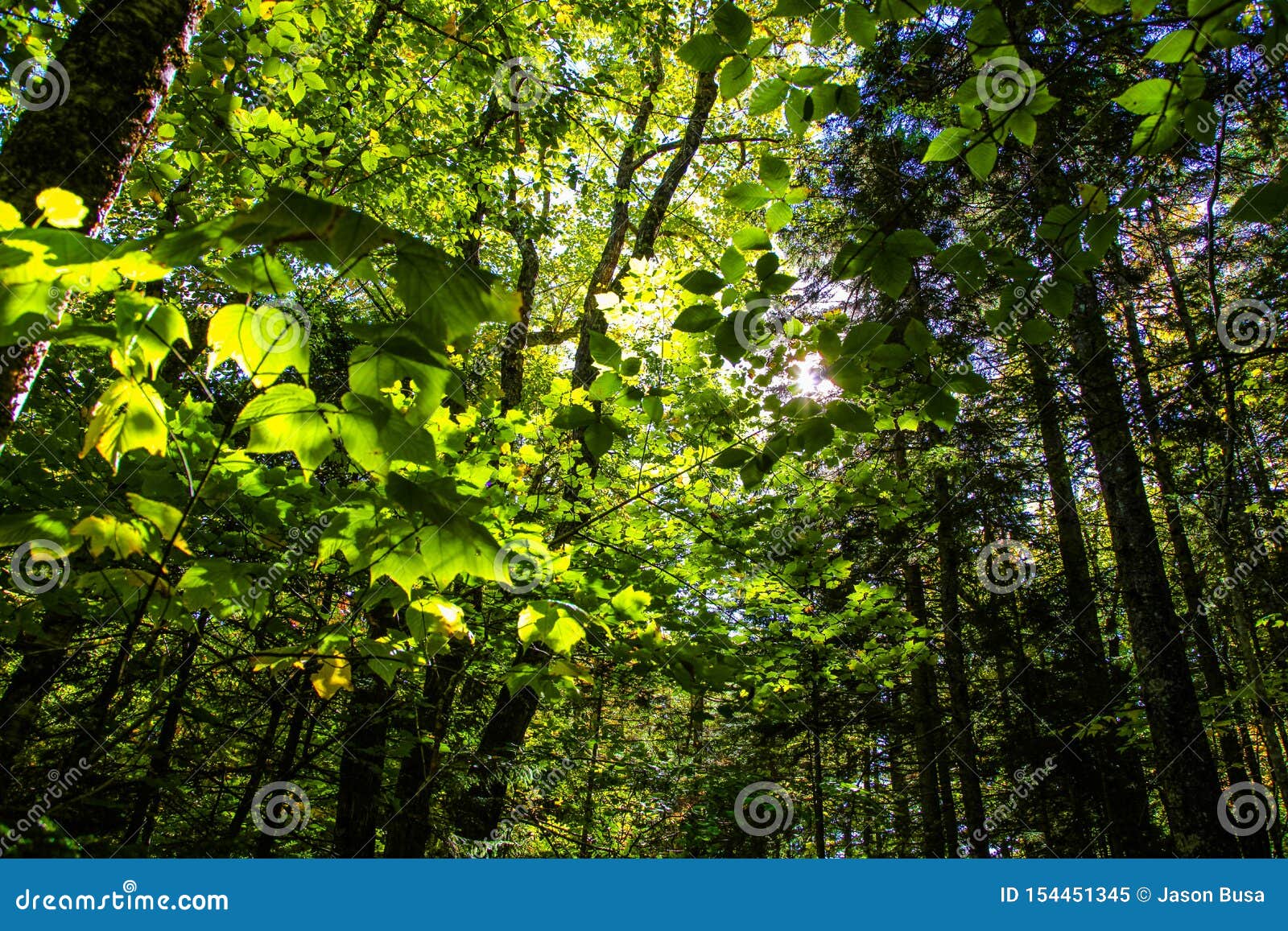 Sunlight Streaming Down through the Green Leaves and Trees Stock Image ...