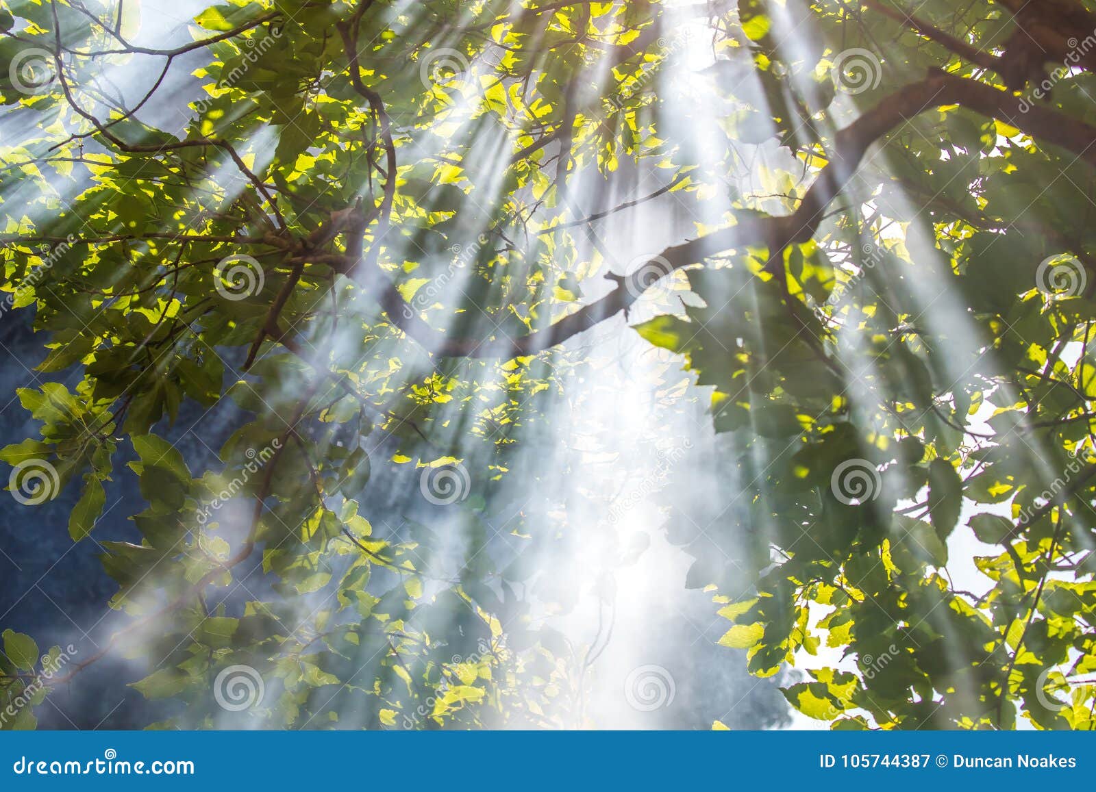 Sunlight Rays Streaming through Trees Stock Image - Image of colorful ...