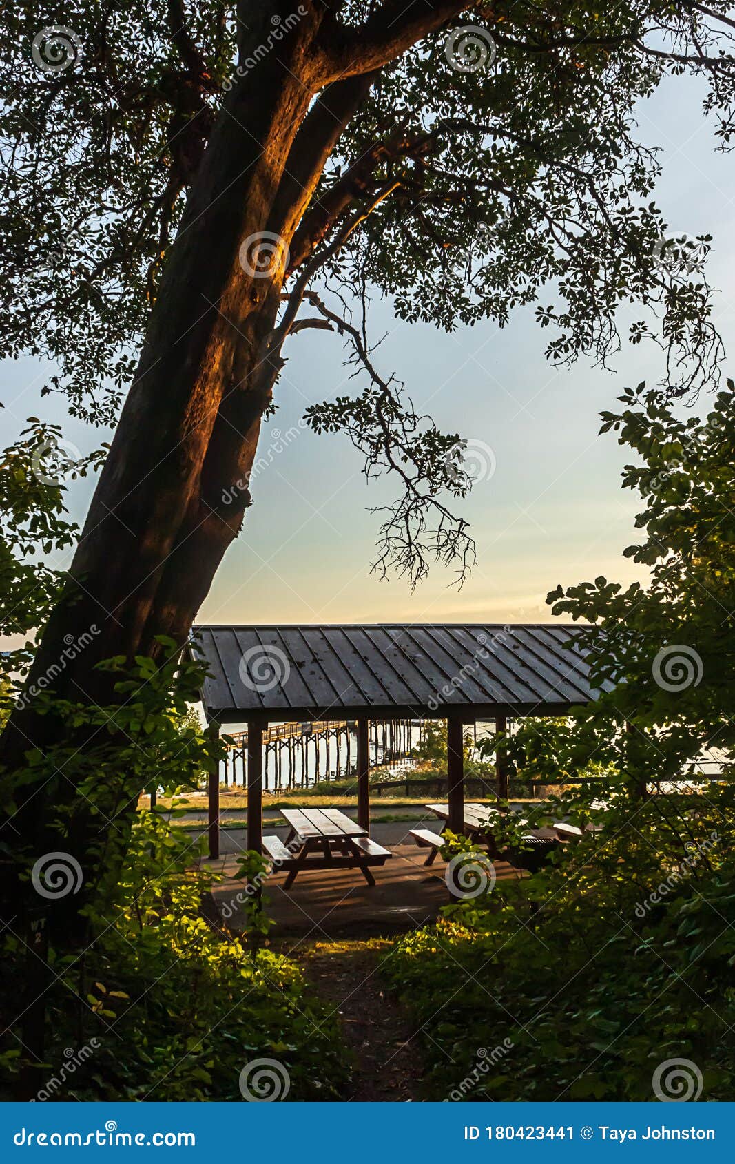 Sunlight Streaming through the Trees Near Sunset Stock Image - Image of ...