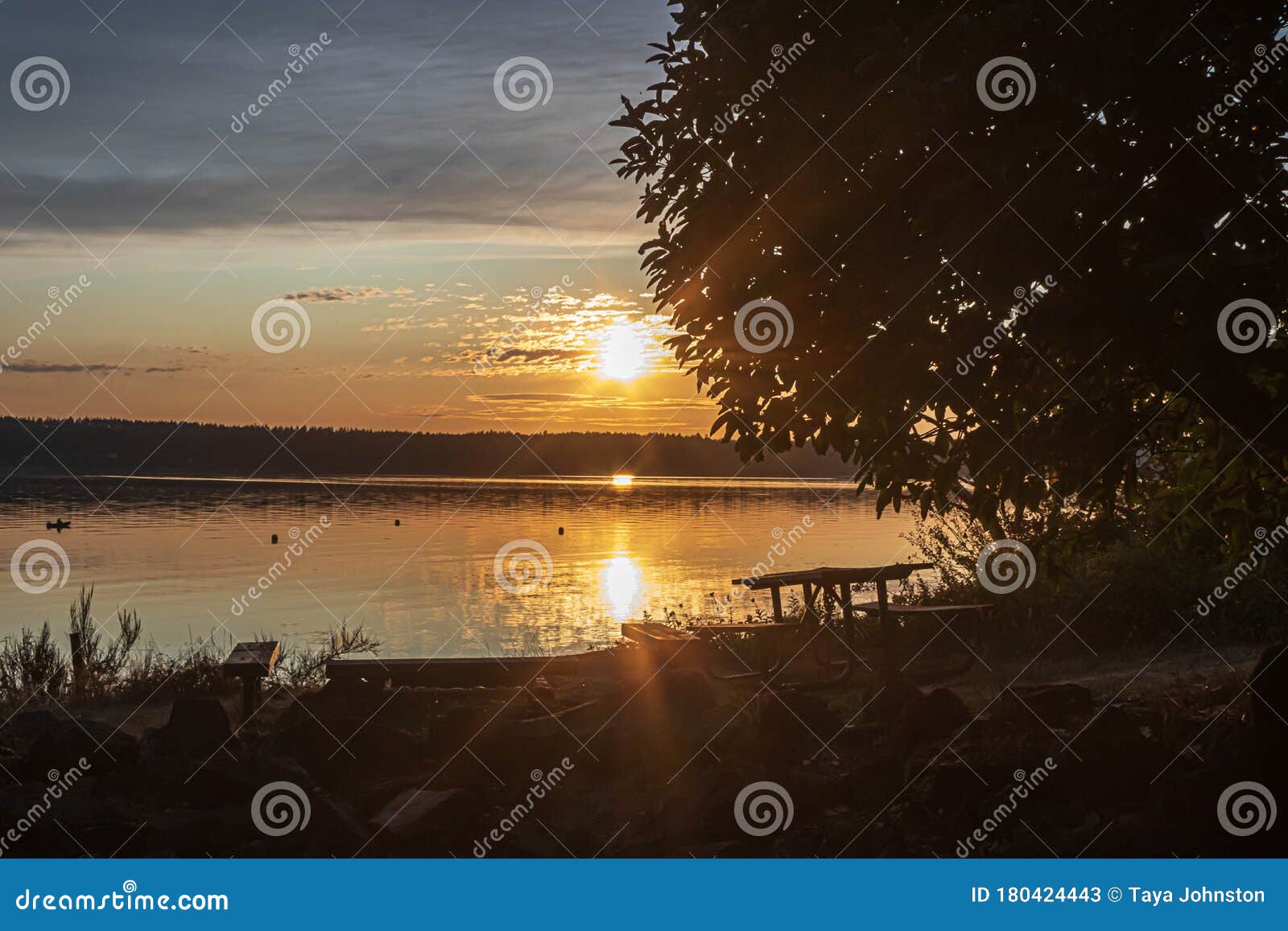 Sunlight Streaming through the Trees Near Sunset Stock Image - Image of ...