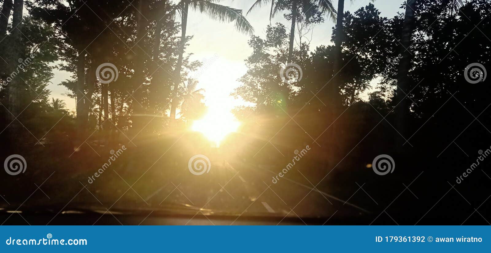 Sunlight in the street stock photo. Image of plant, morning - 179361392