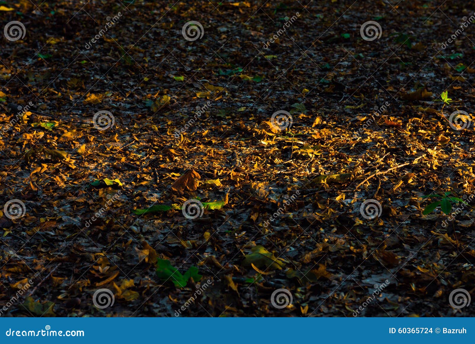 Sunlight Strip on the Dry Autumn Leaves Stock Photo - Image of sunlight ...