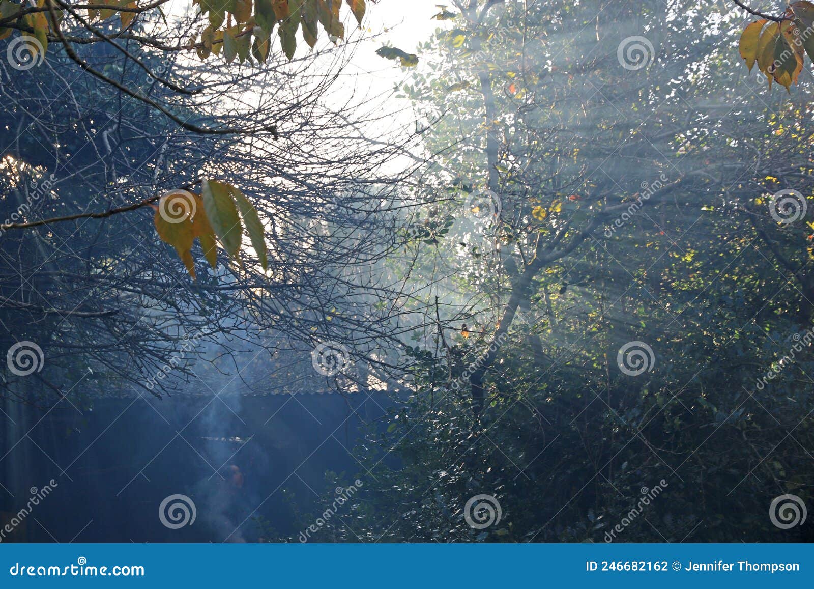 Sunlight through Smoke and Trees Stock Photo - Image of sunlight ...