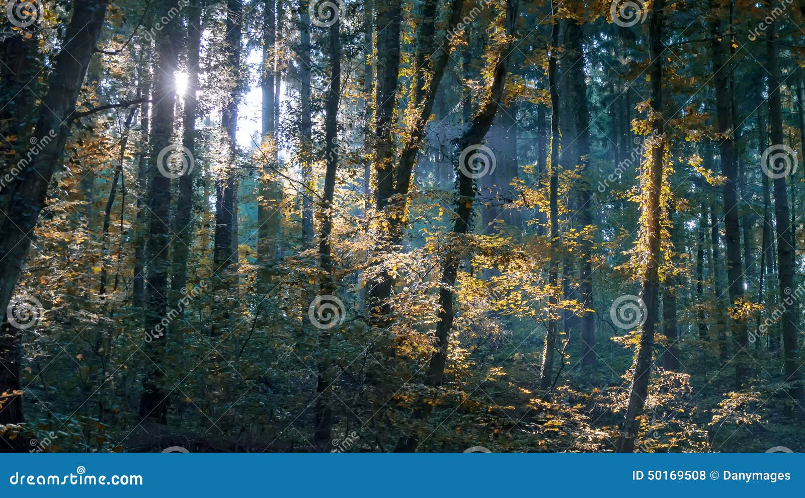 Sunlight stock photo. Image of foliage, misty, green - 50169508