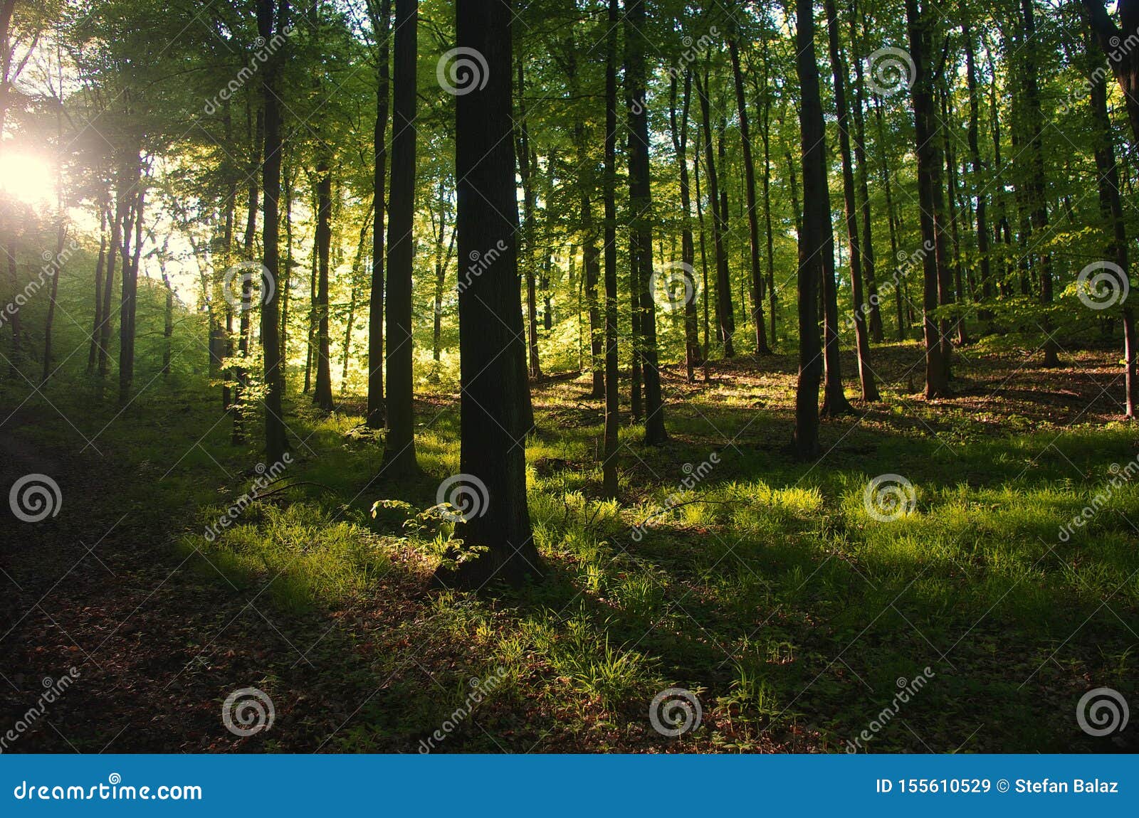 Sunlight Sunbeams through Woods in Forest Stock Image - Image of green ...