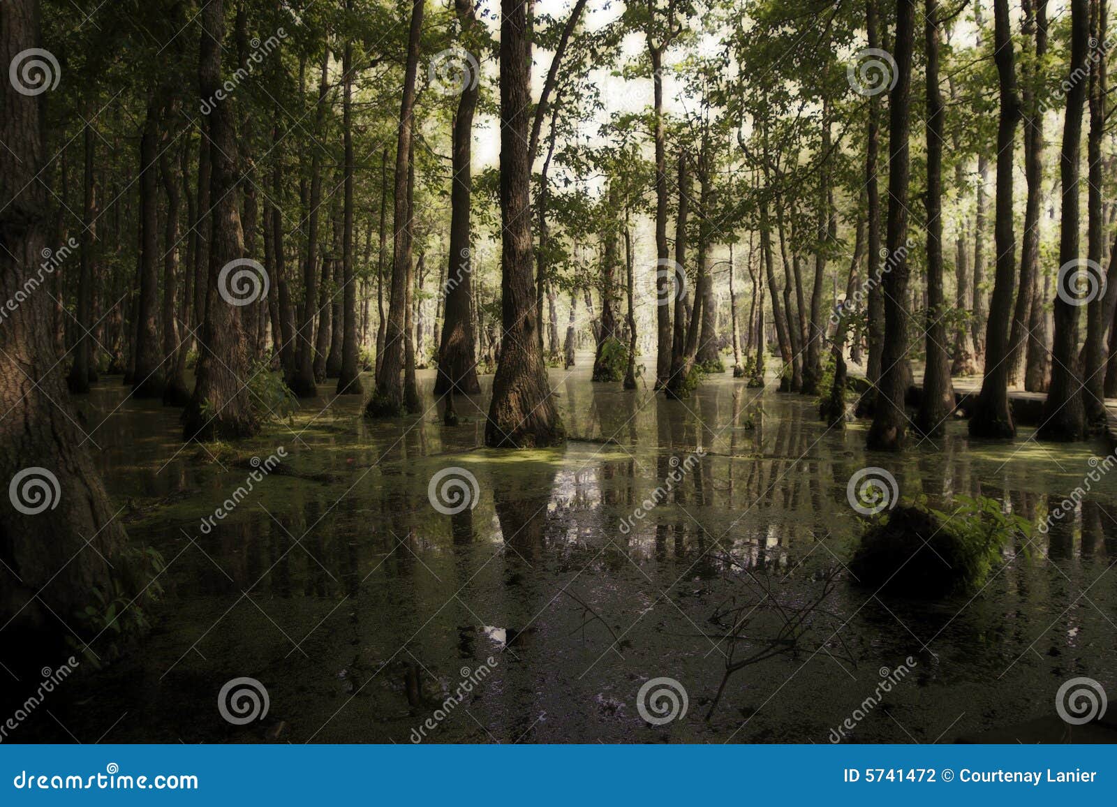 Sunlight in the Swamp stock photo. Image of sunlight, peaceful - 5741472