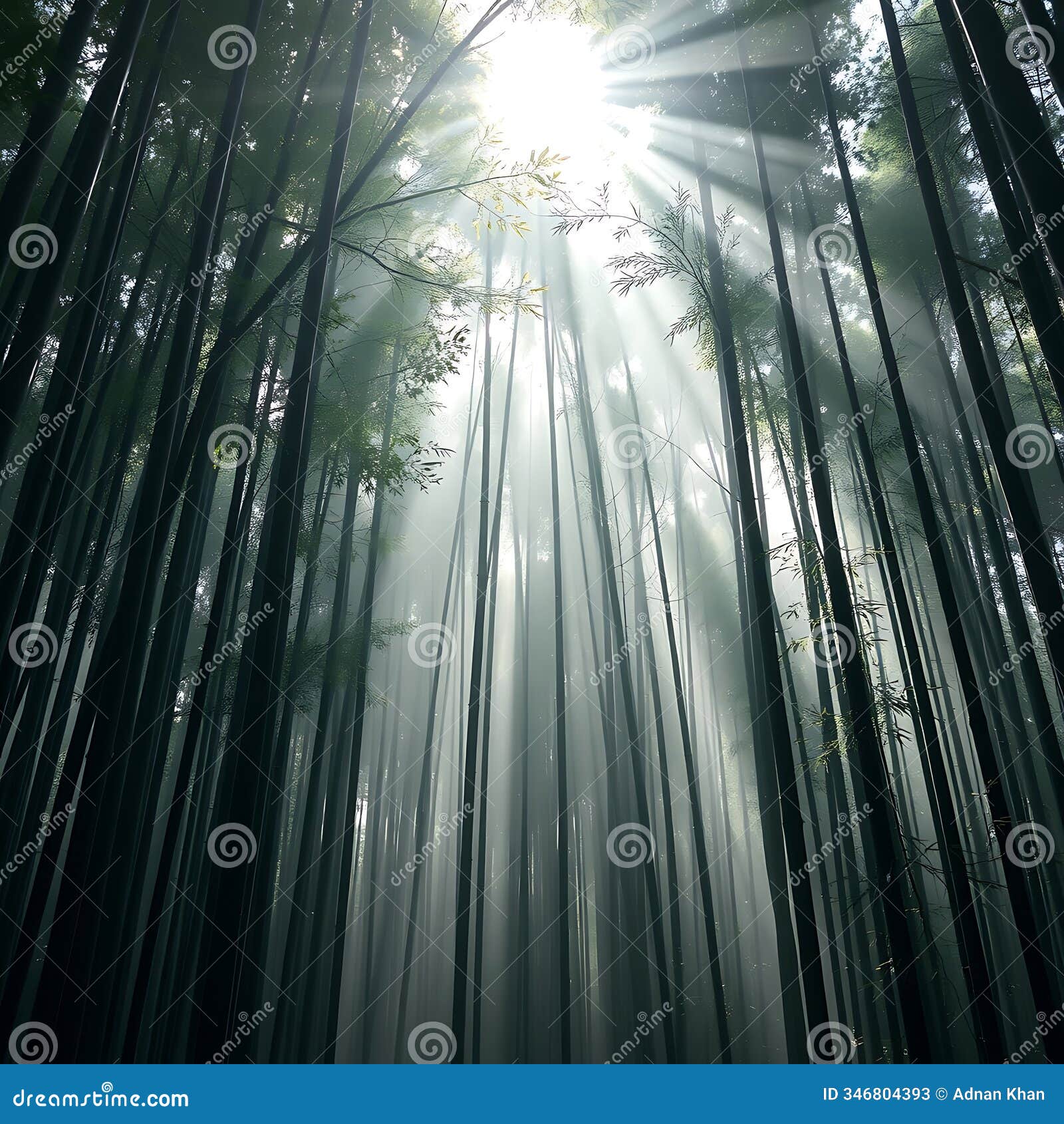 Tall Bamboo Stalks Swaying Gently In The Breeze At Sunset, Bamboo ...