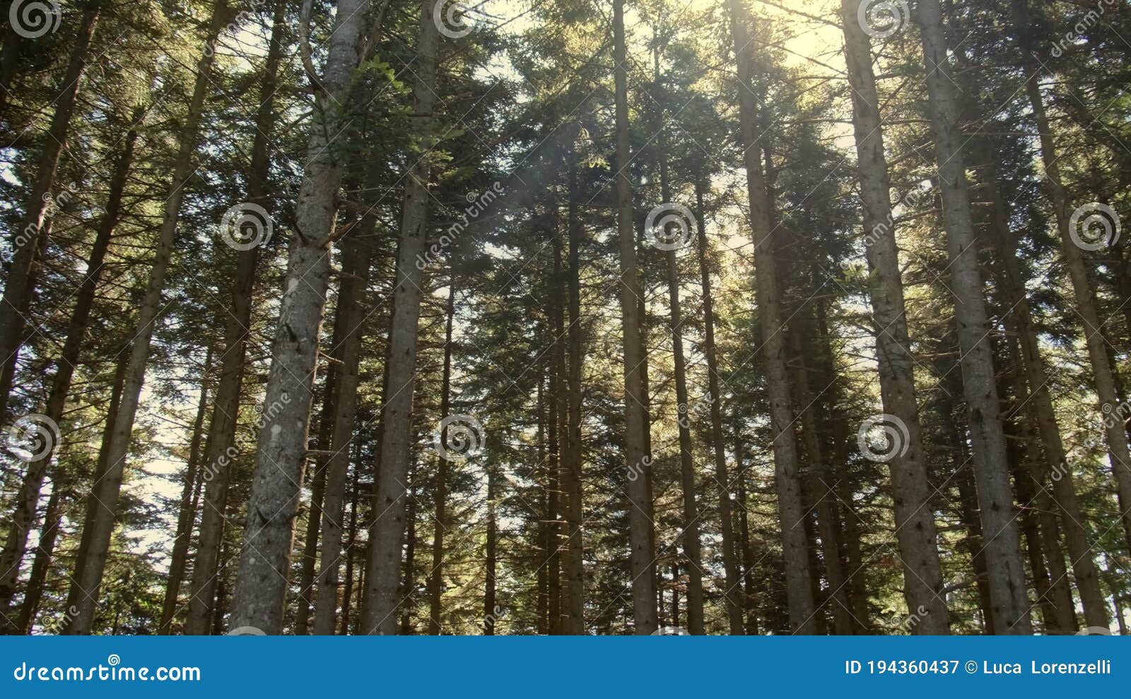 Sunlight through the Tall Trees Slim Forest Horizontal Panning ...