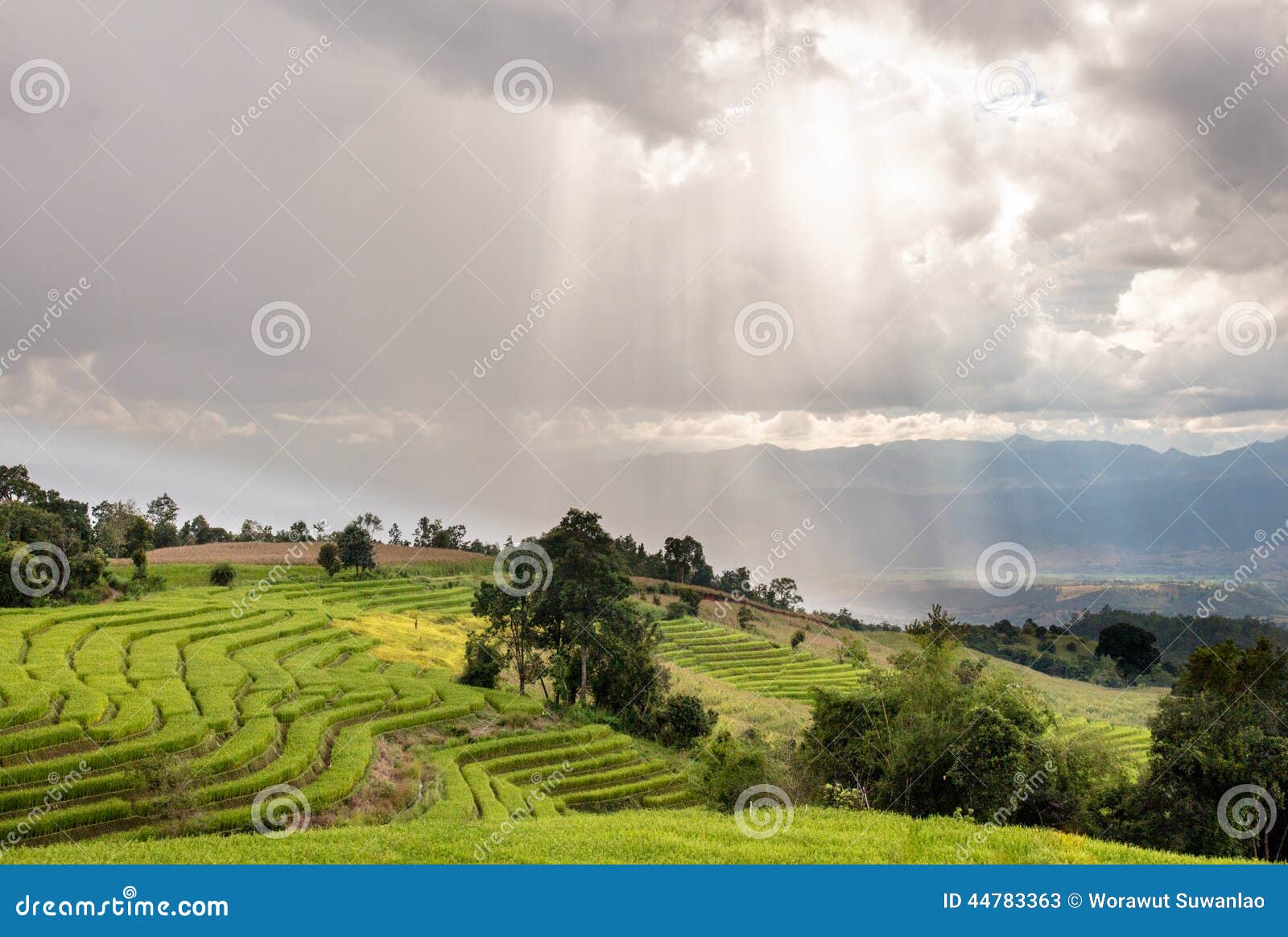 Sunlight with Terrace Rice Field Stock Image - Image of beauty, hill ...