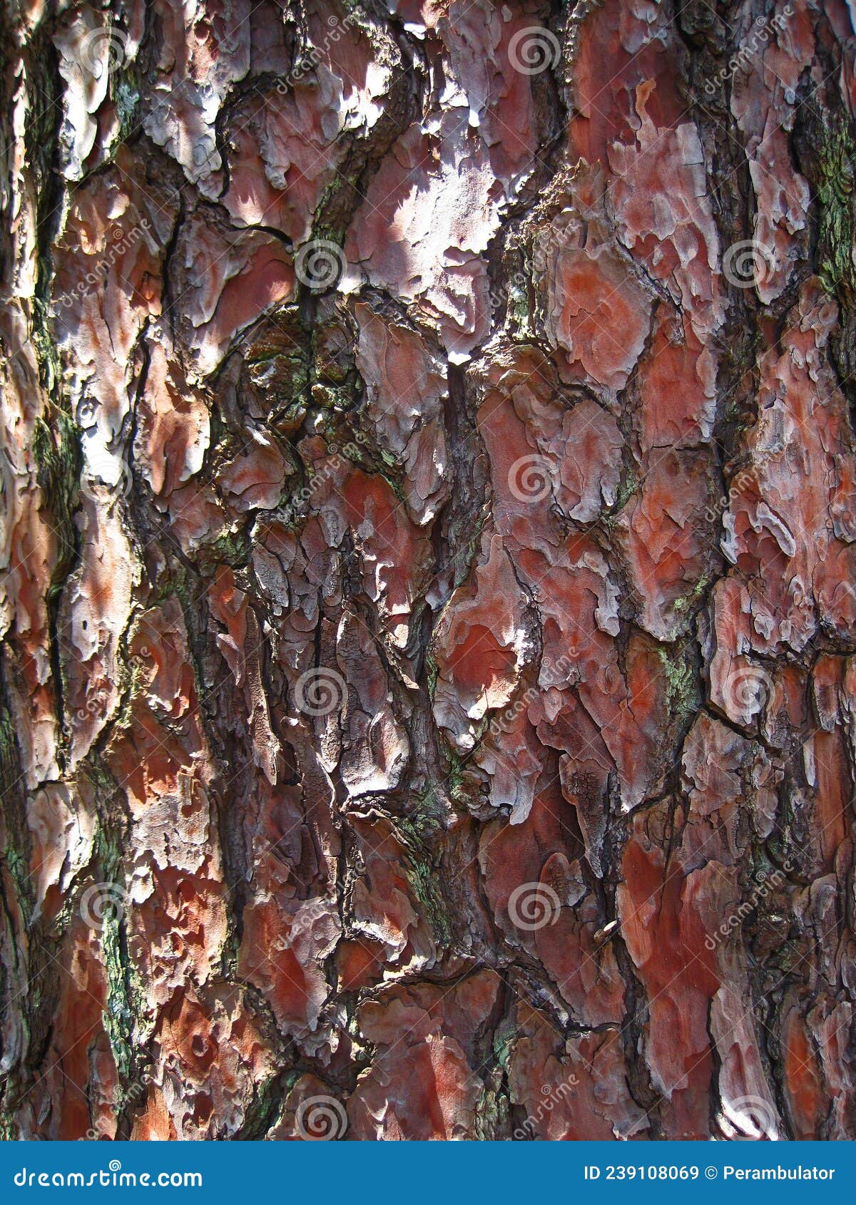 SUNLIGHT on TEXTURED BARK on a PINE TREE Stock Image - Image of trunk ...