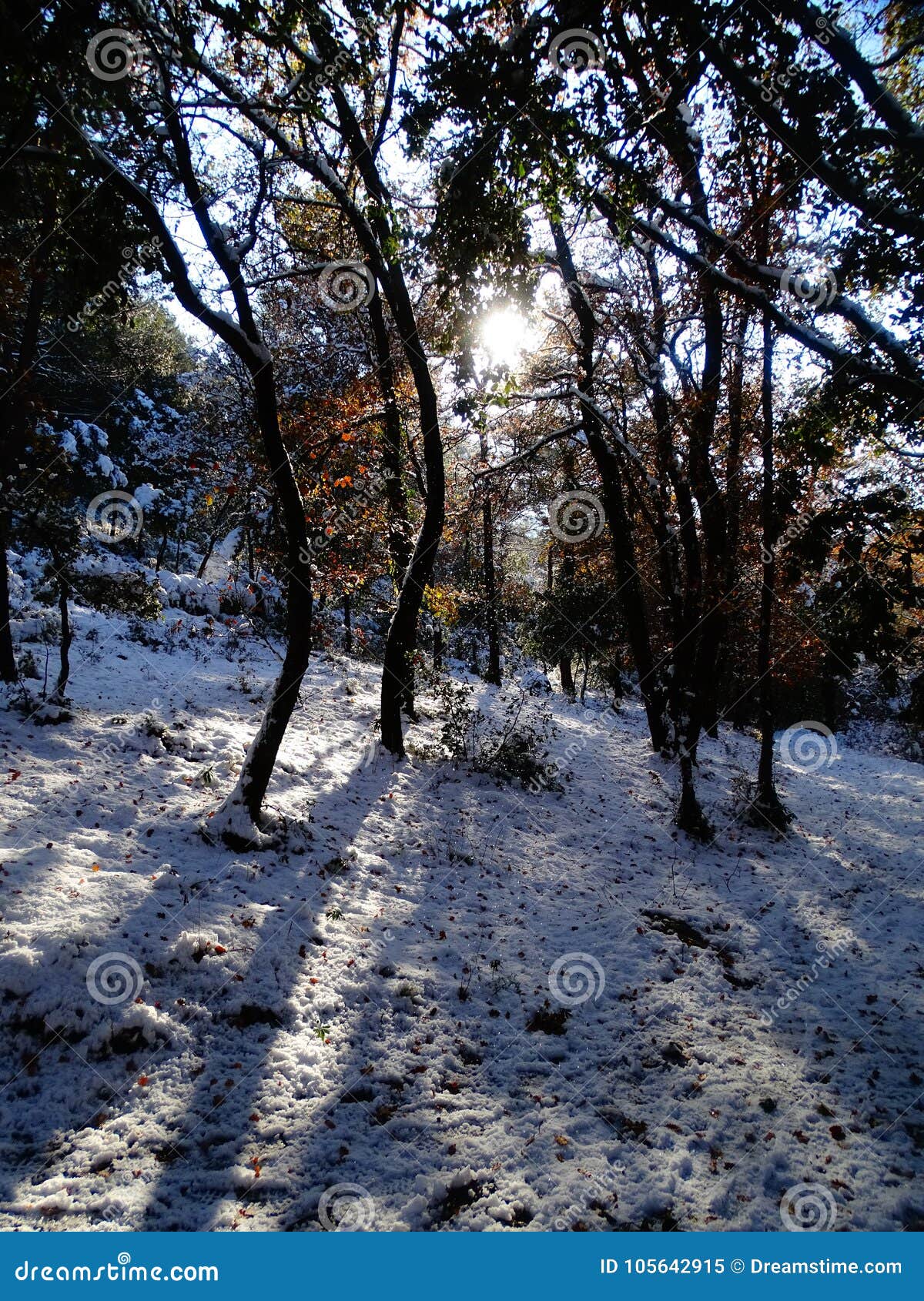 Sunlight Thru the Trees in a Forest Covered with Snow Stock Image ...