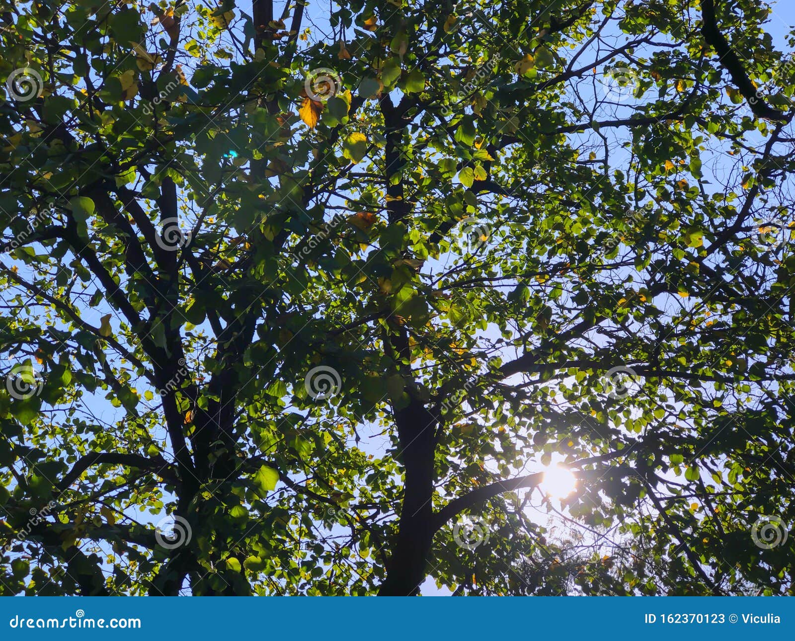 Sunlight through Tree Branches. Autumn Sun Rays Make Their Way through ...