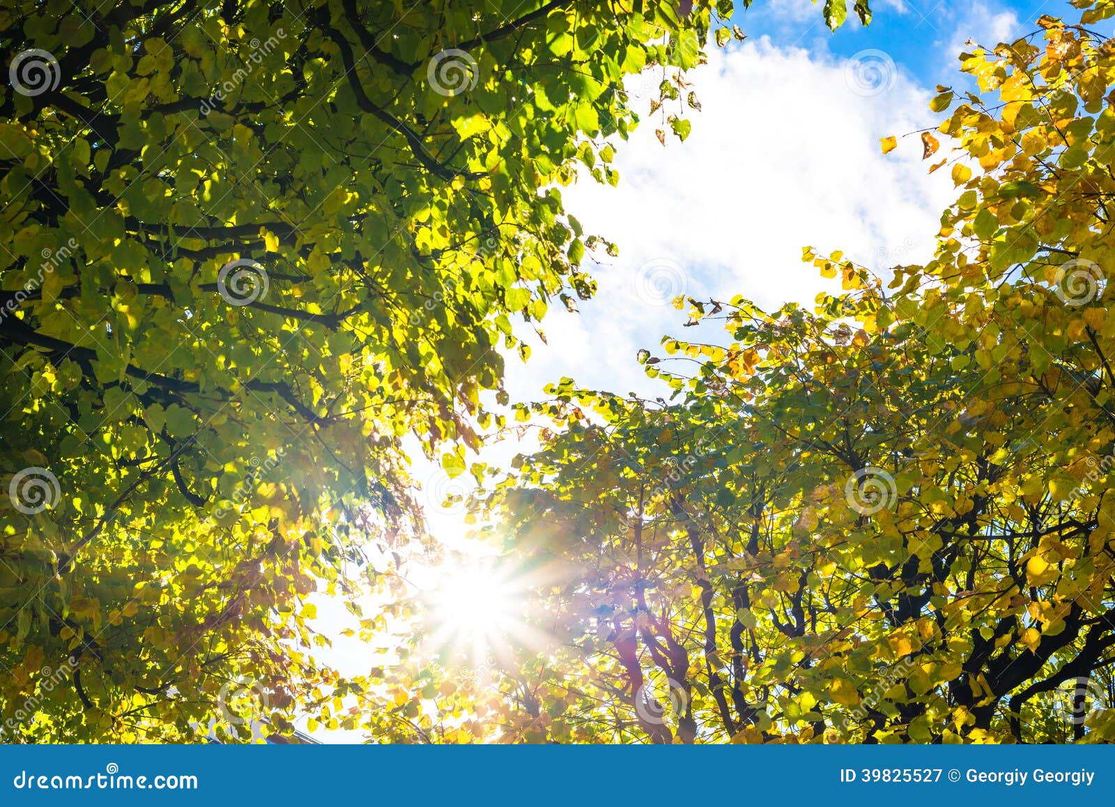 Sunlight between the Tree Branches Stock Image - Image of leaf ...