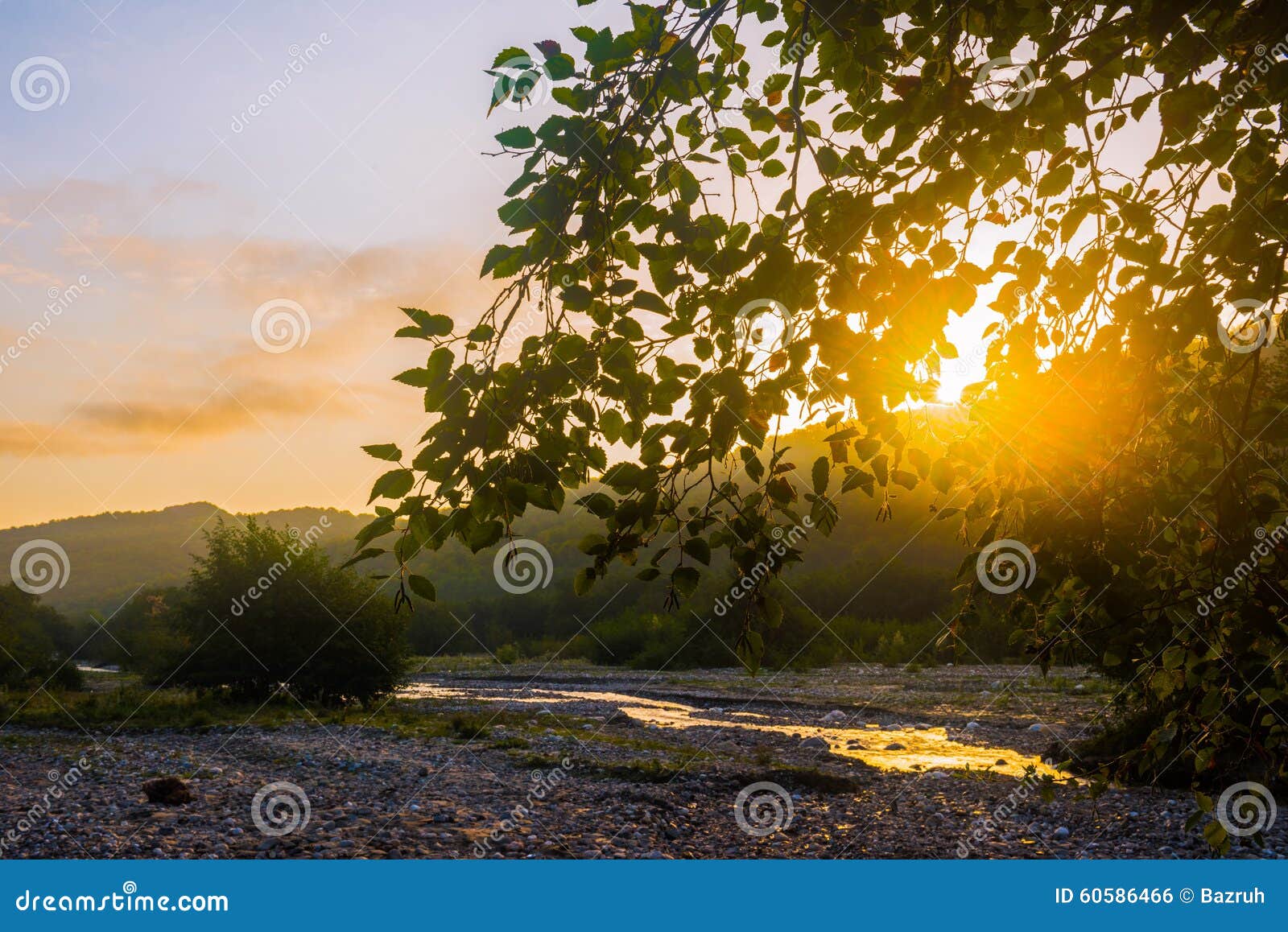 Sunlight through Tree Branches Stock Photo - Image of morning, green ...