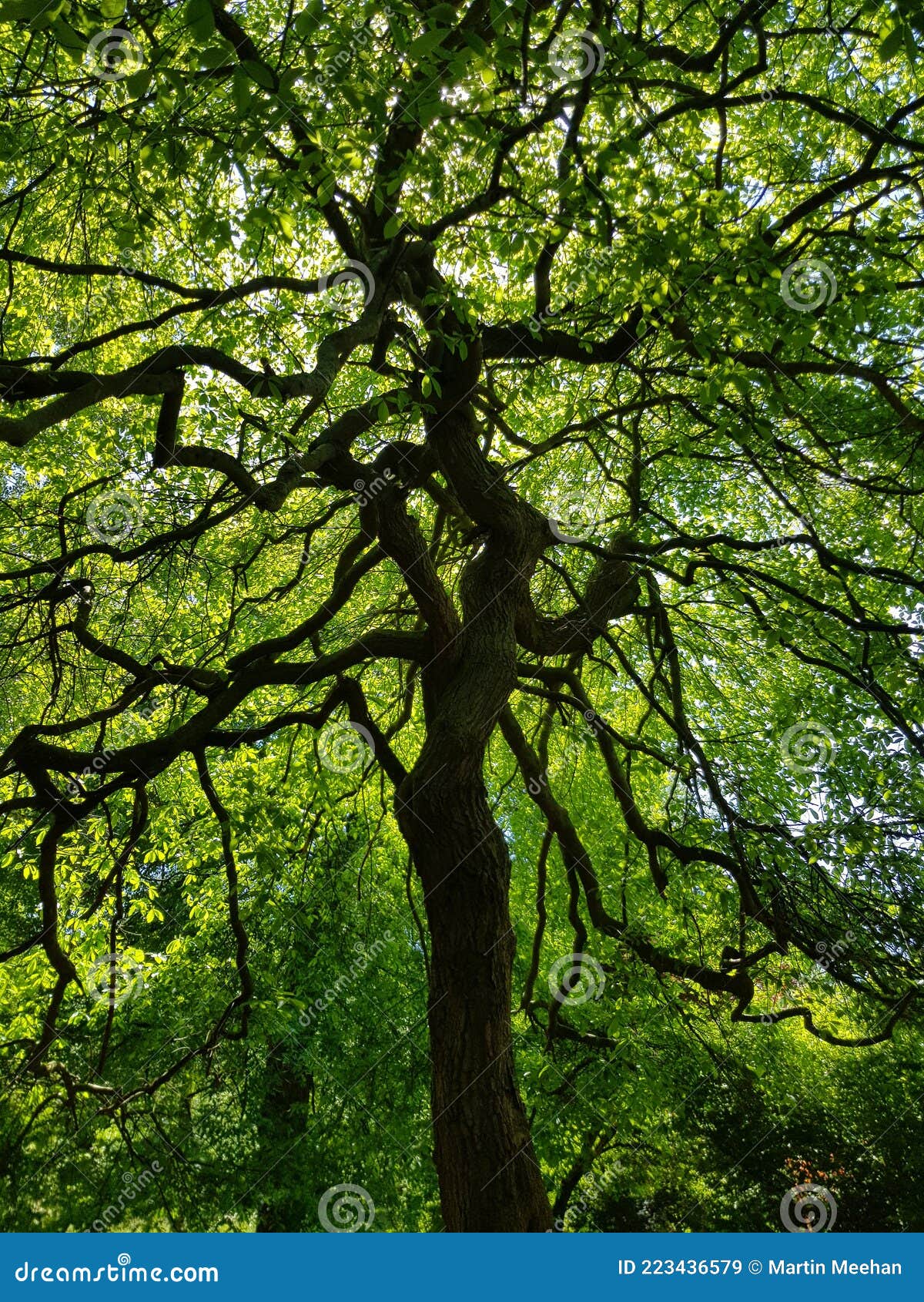 Sunlight through Tree Canapy. Stock Image - Image of canapy, leaf ...