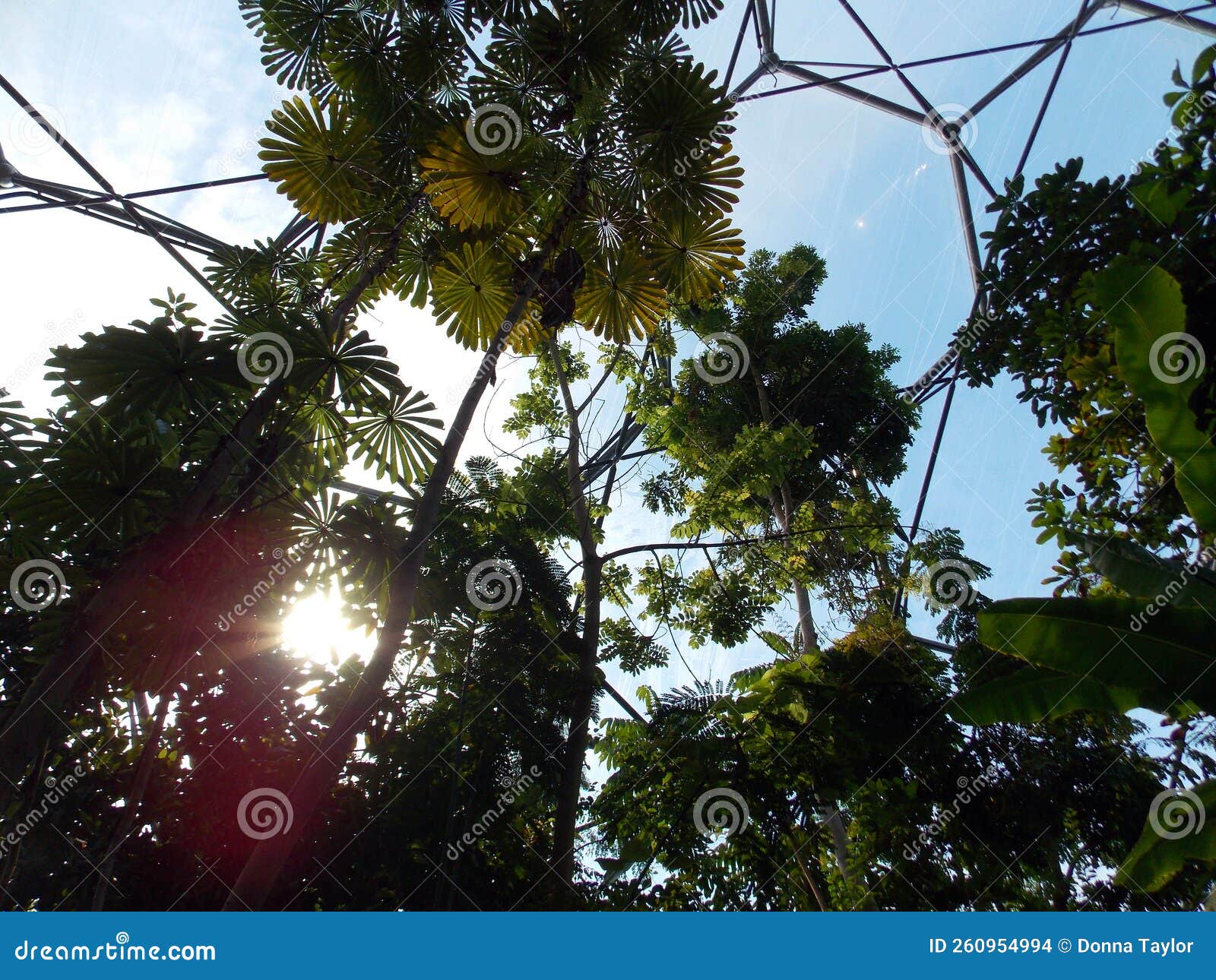Tree canopy and sunlight stock photo. Image of green - 260954994