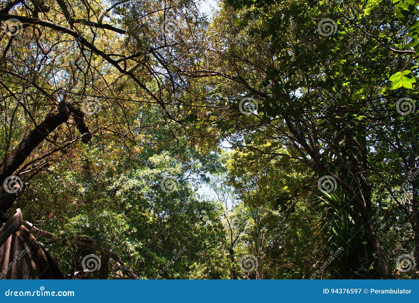 SUNLIGHT on TREE CANOPY stock image. Image of bright - 94376597