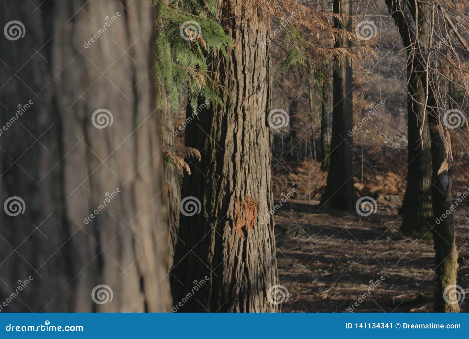 Sunlight Tree Catching stock image. Image of lines, treeline - 141134341