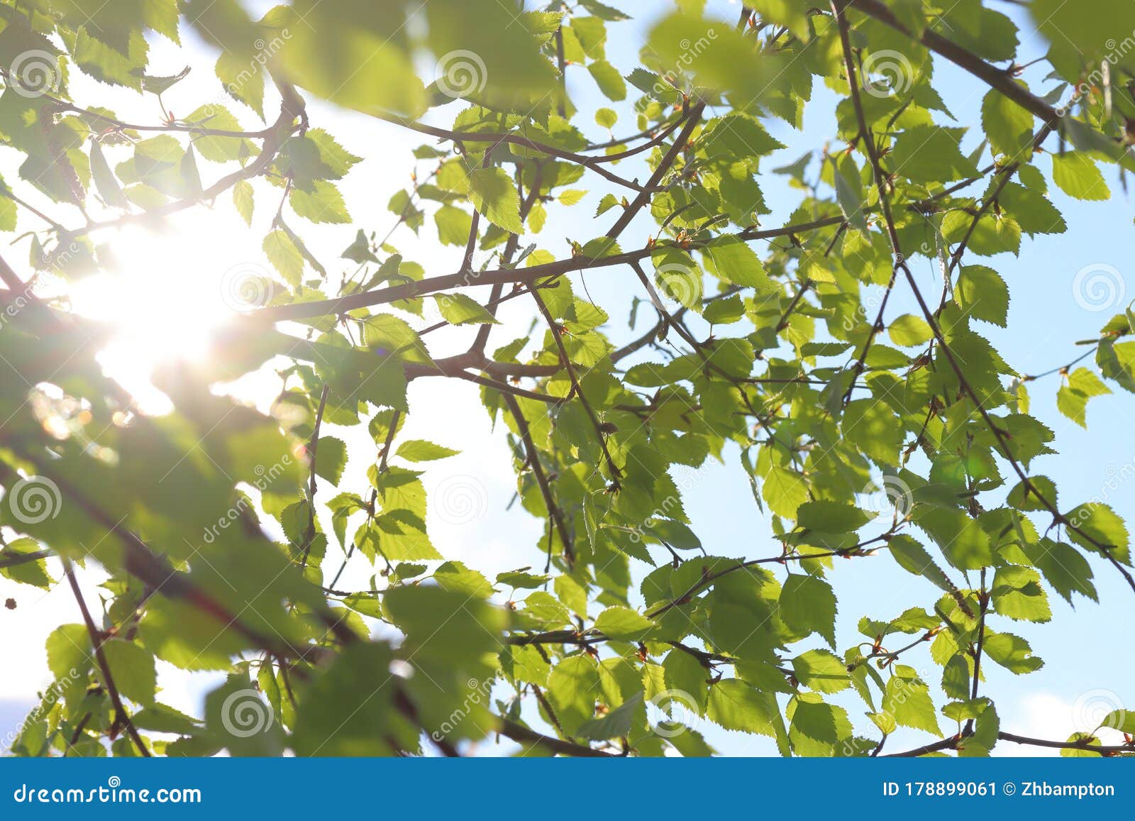 Sunlight through the Tree Leaves Stock Image - Image of growth, harmony ...