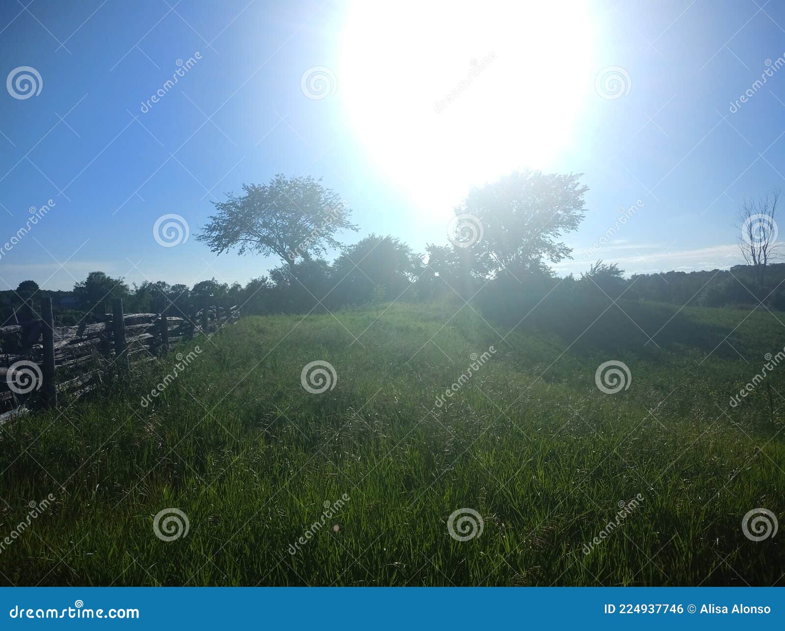 The sunlight tree line stock photo. Image of grass, forest - 224937746