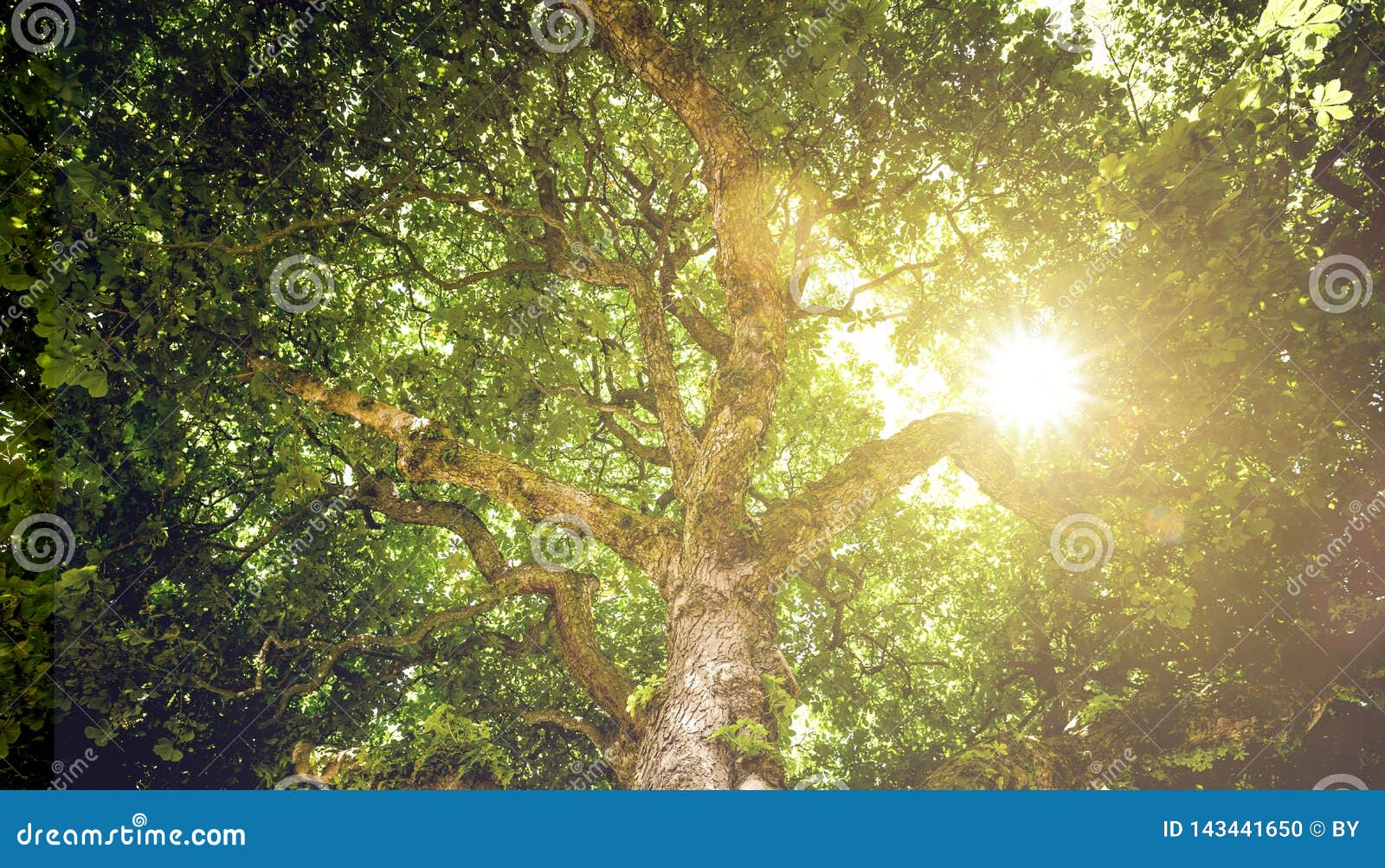 Sunlight in a Tree stock photo. Image of light, outdoor - 143441650