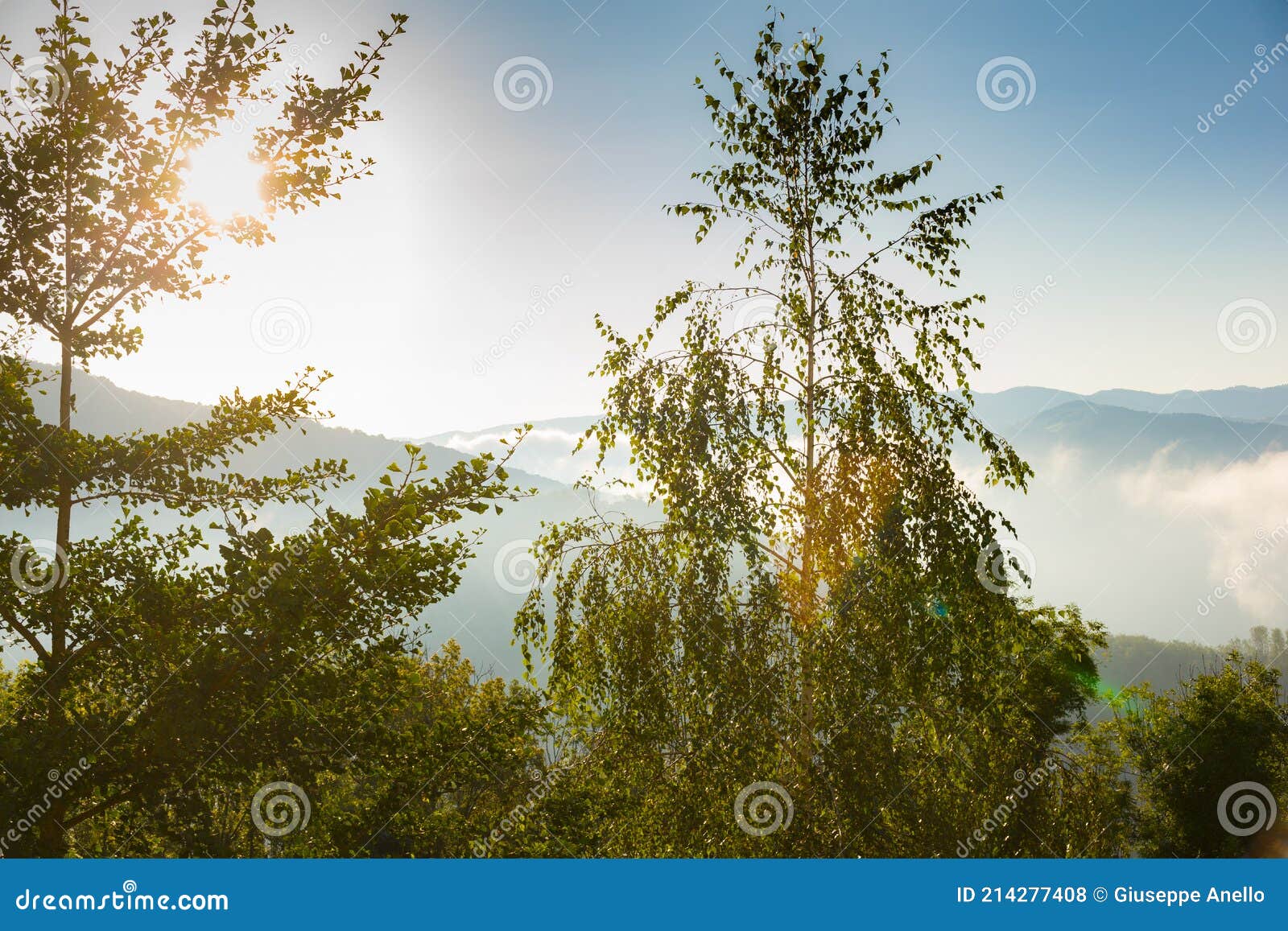 Sunlight on tree stock photo. Image of outdoor, water - 214277408