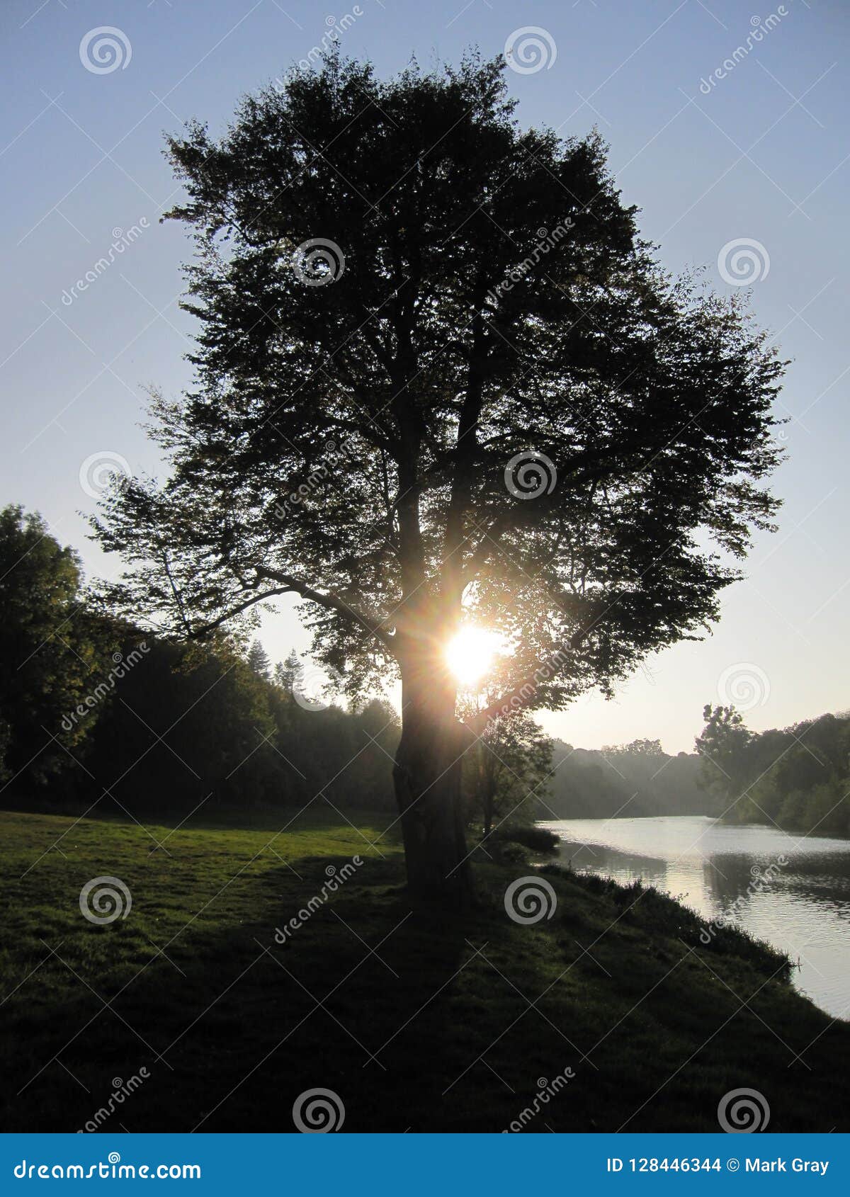 Sunlit Tree stock photo. Image of tree, sunlit, sunlight - 128446344